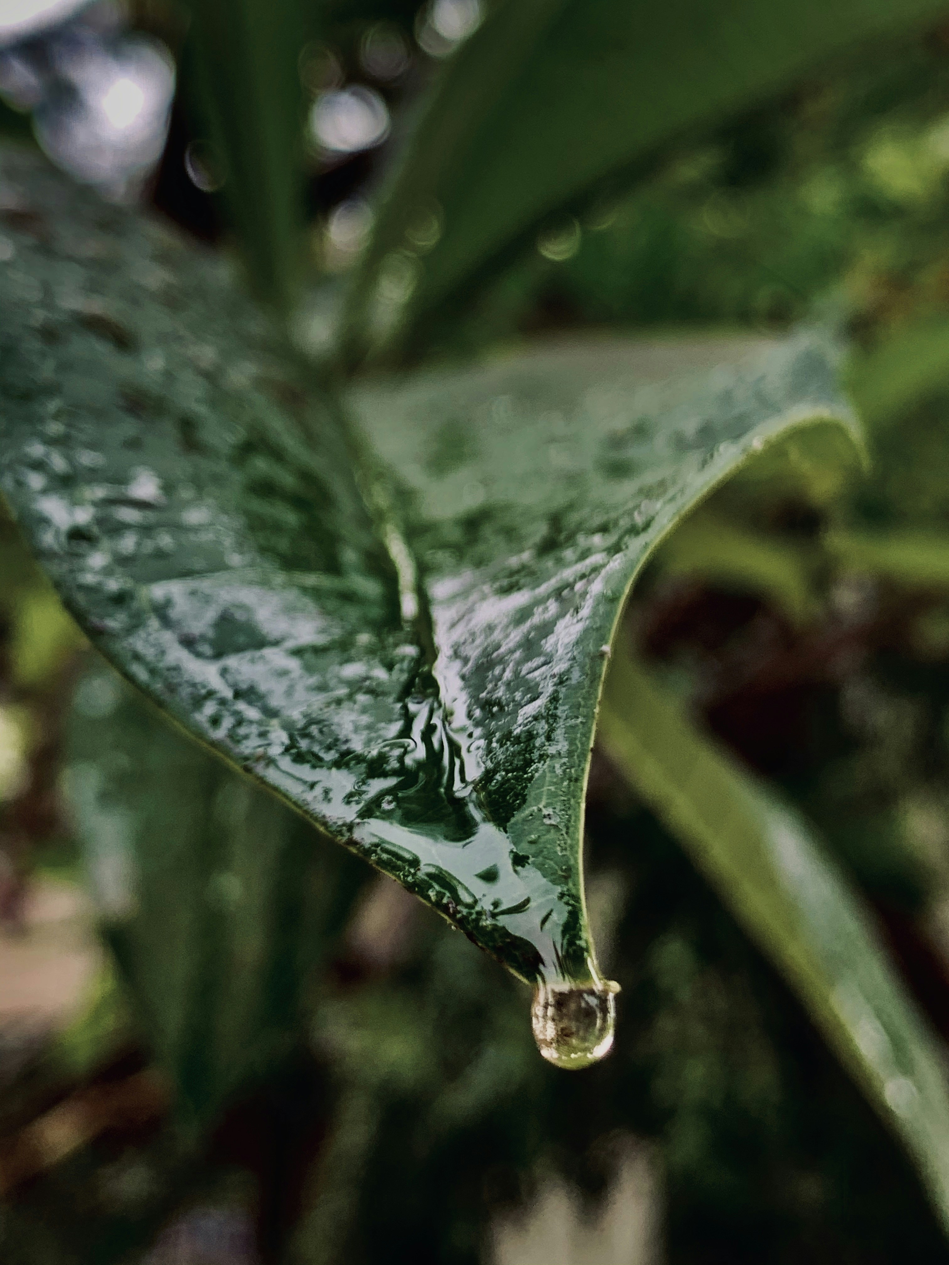 Close-up of a green leaf glistening with water droplets, showcasing the beauty of nature after rain. A single droplet hangs delicately from the tip.