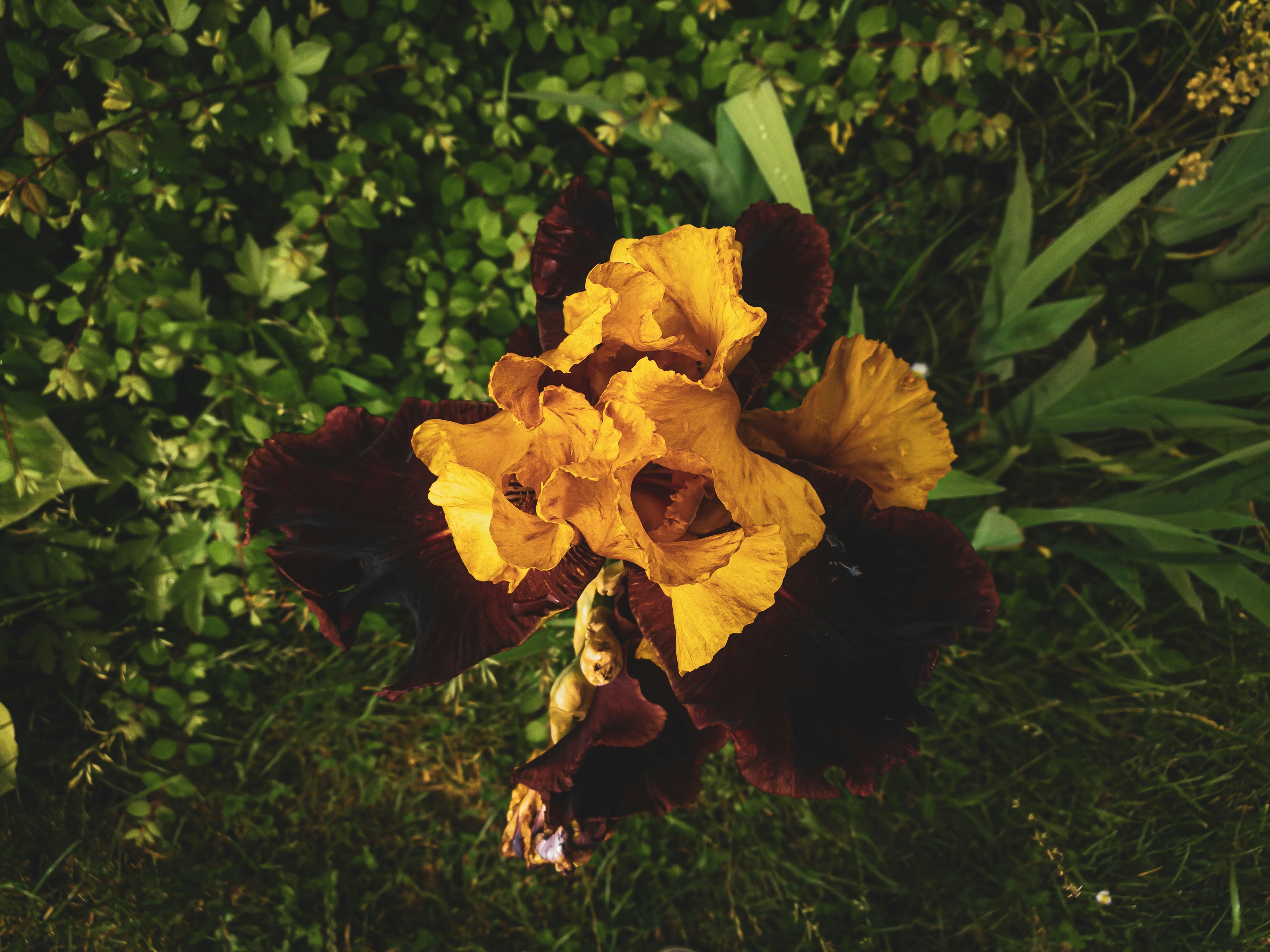 Close-up of a two-toned iris with amber center and deep burgundy outer petals against leafy green foliage.