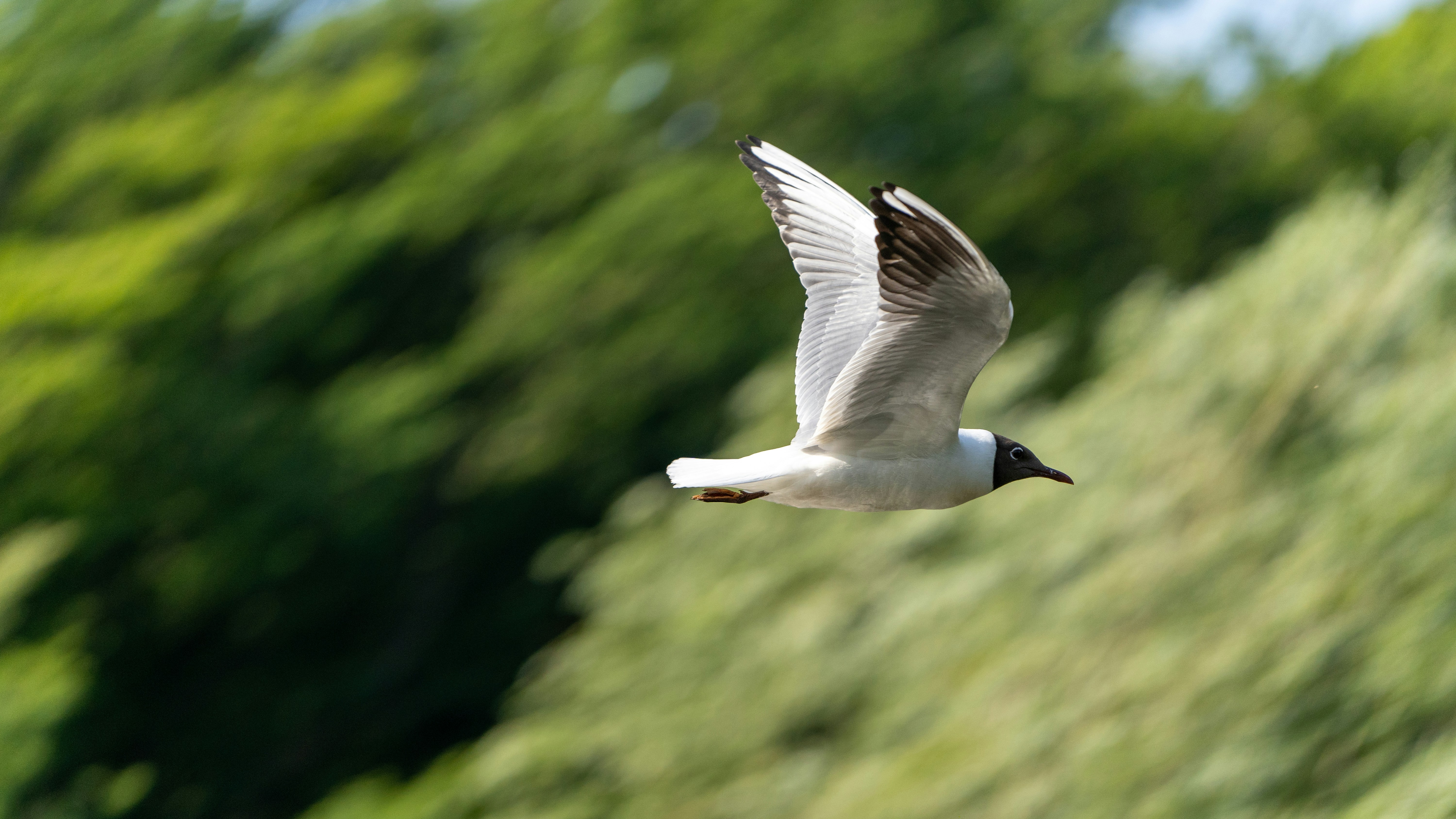 A seabird soaring gracefully against a backdrop of blurred greenery, showcasing its wings in mid-flight.