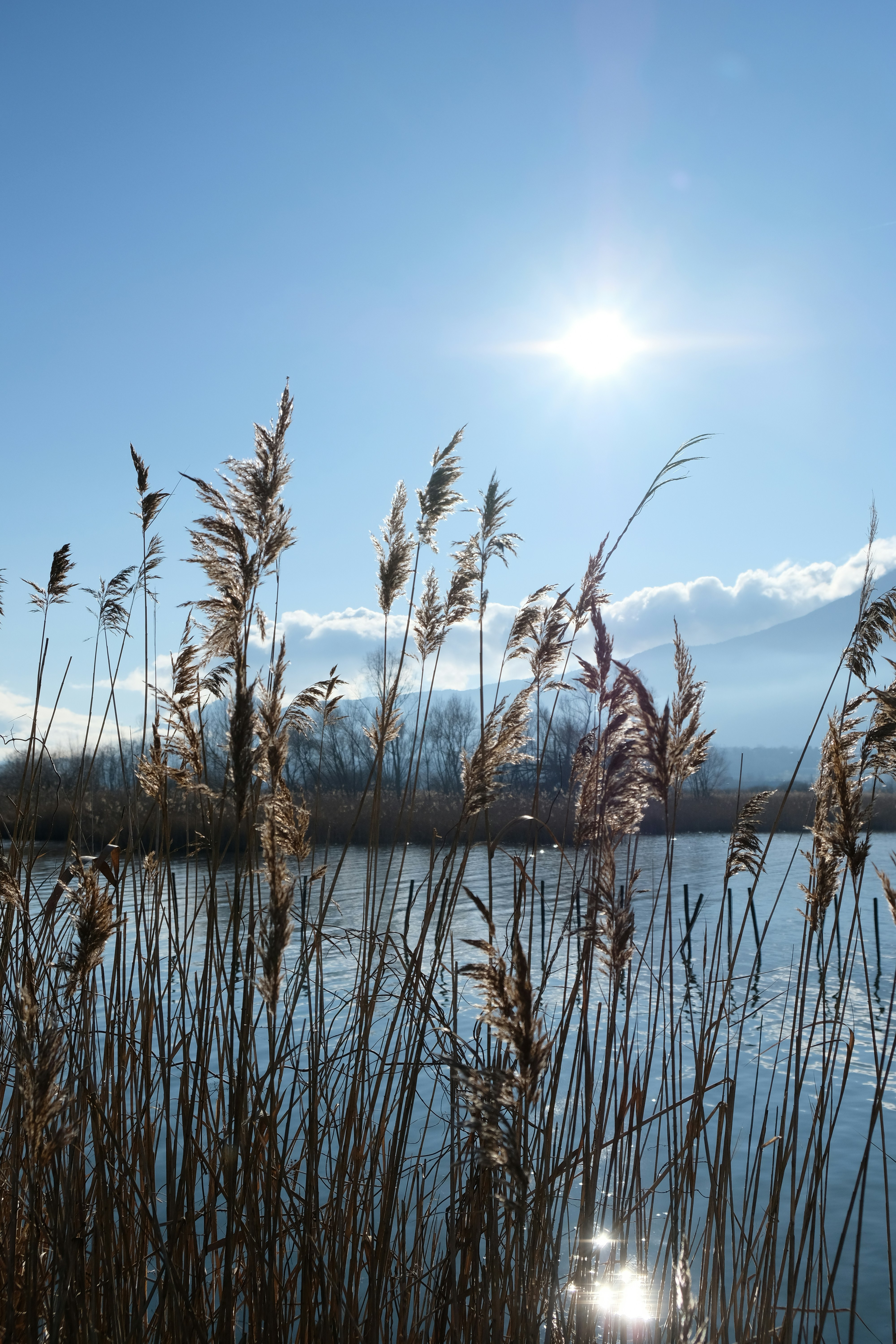 Sunlit Reeds by a Quiet Lake