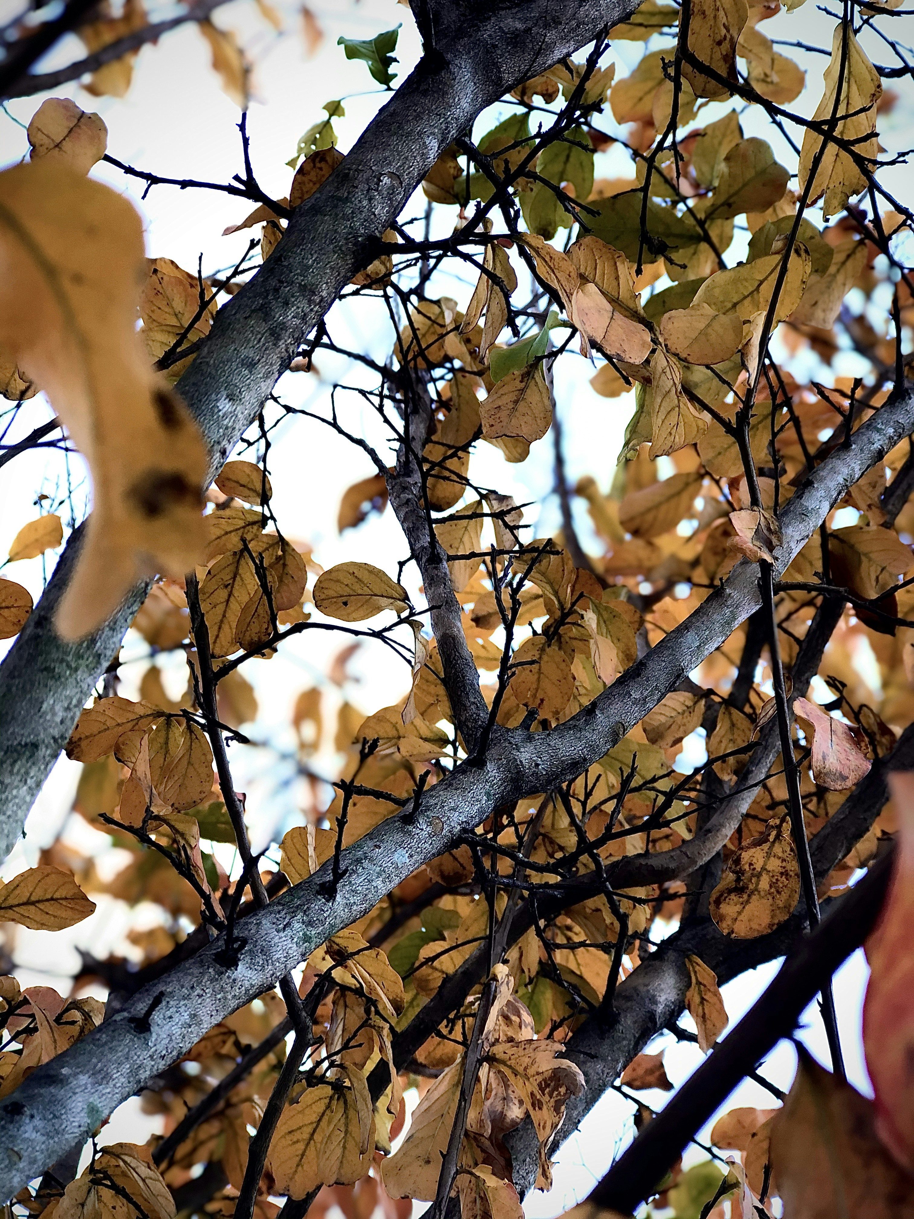 A tree with lots of leaves on it photo – Free Pato branco Image on Unsplash