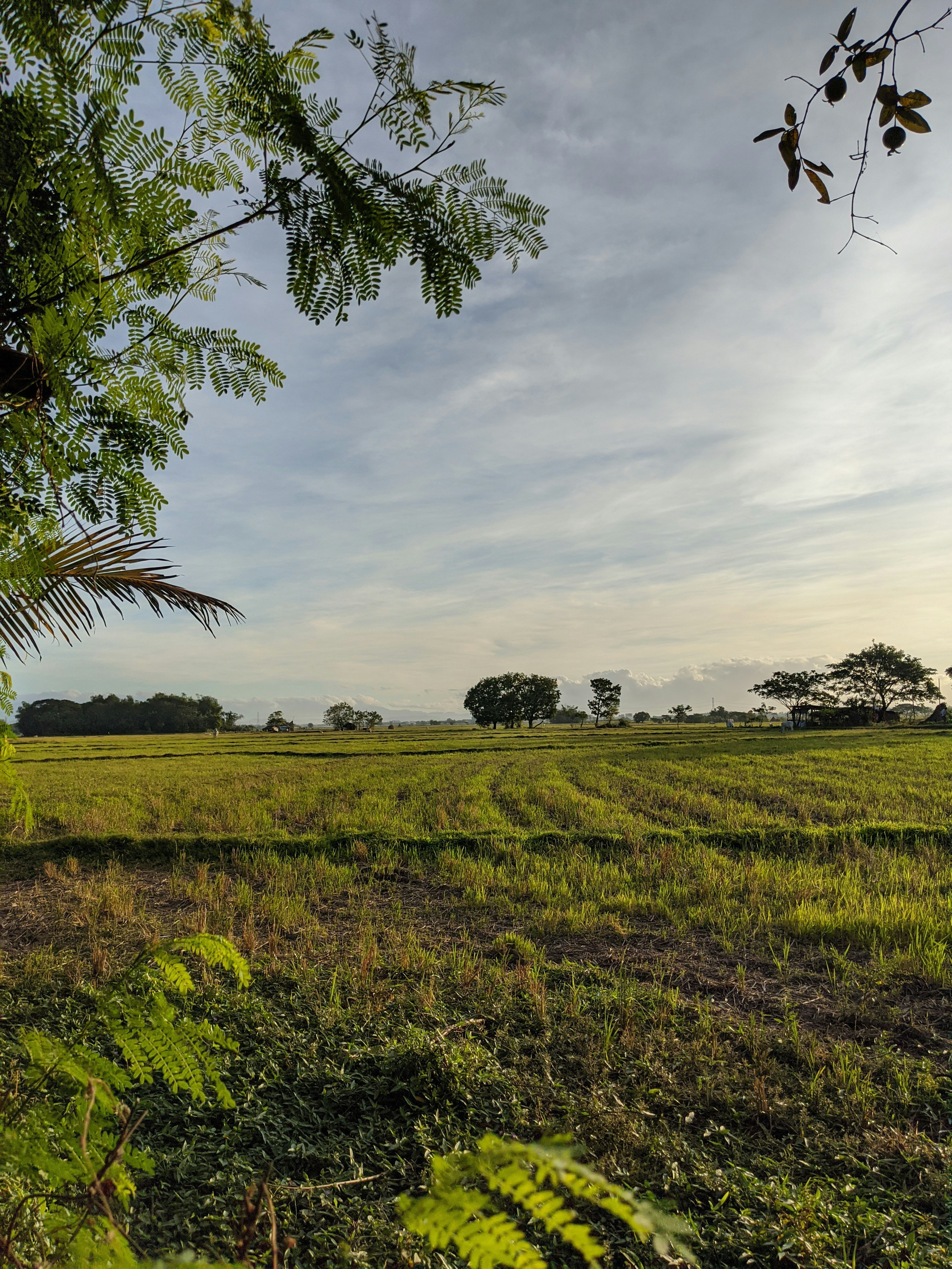 Lush green fields stretch under a soft sky, framed by vibrant foliage. A solitary tree stands in the distance, evoking tranquility.