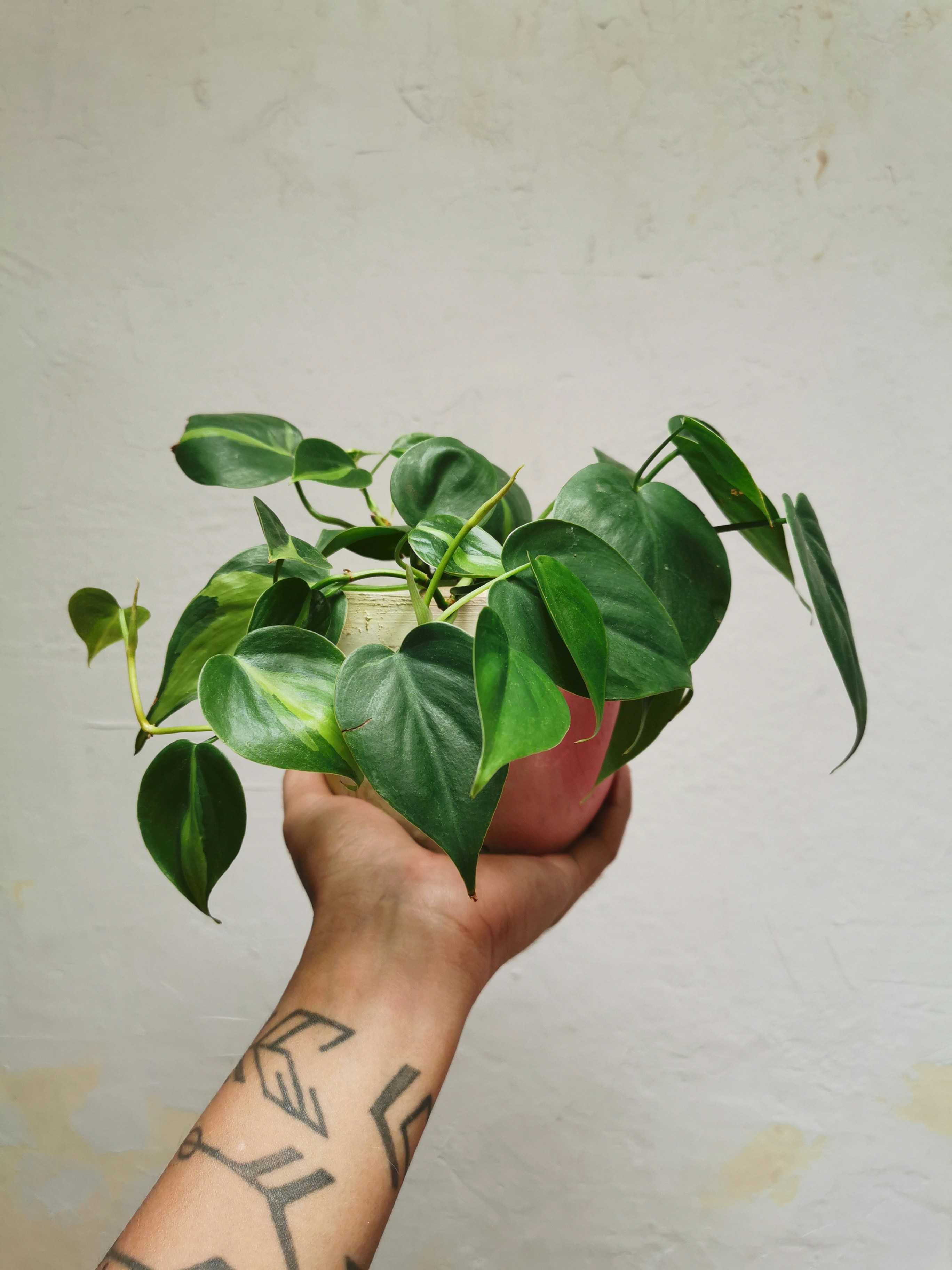 Hand holding a lush green plant in a pink pot against a textured white background.