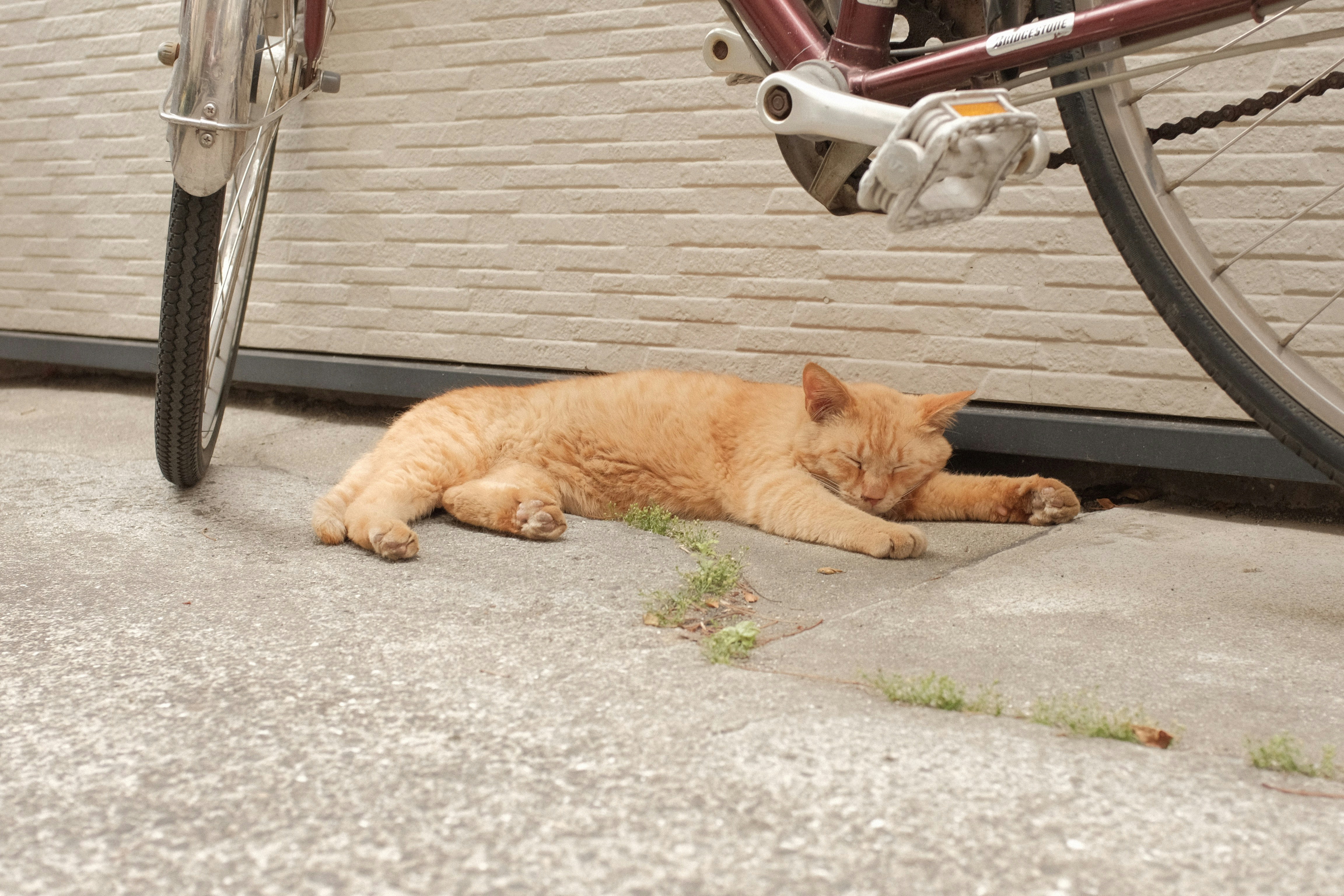 An orange cat peacefully sleeping on a concrete surface beside a bicycle, with a textured wall in the background.