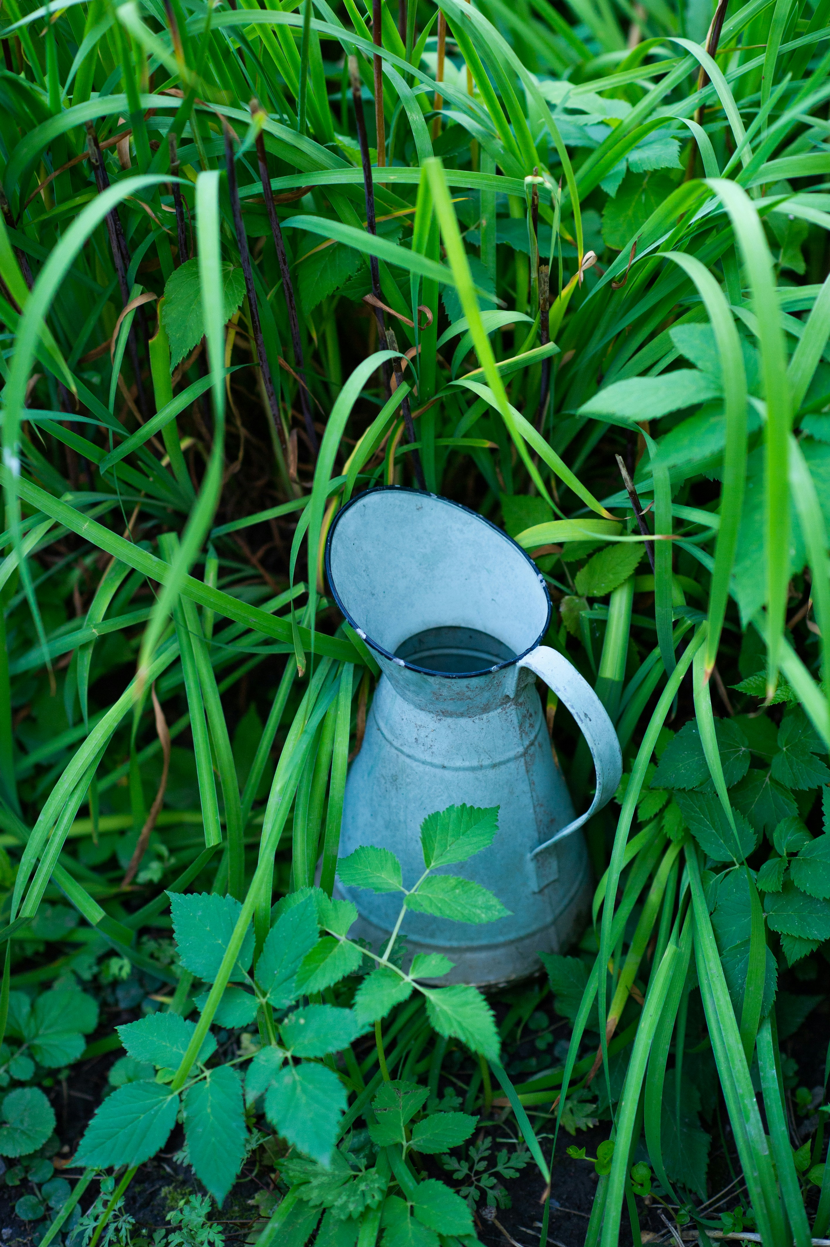 A weathered blue metal pitcher sits among tall green grasses and leafy undergrowth in a garden bed.