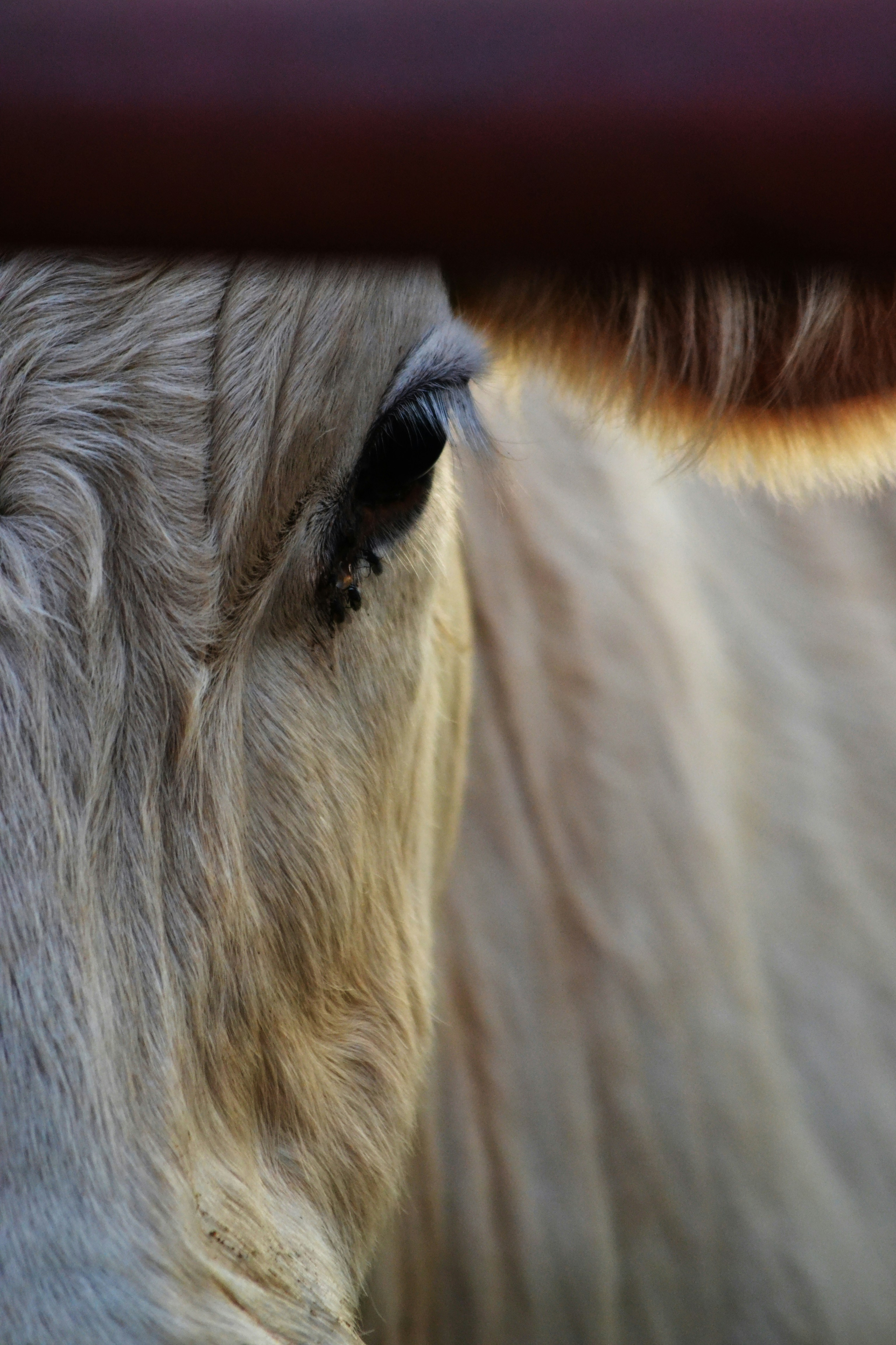 Brown cows eye in close up photography photo – Free Mammal Image on ...