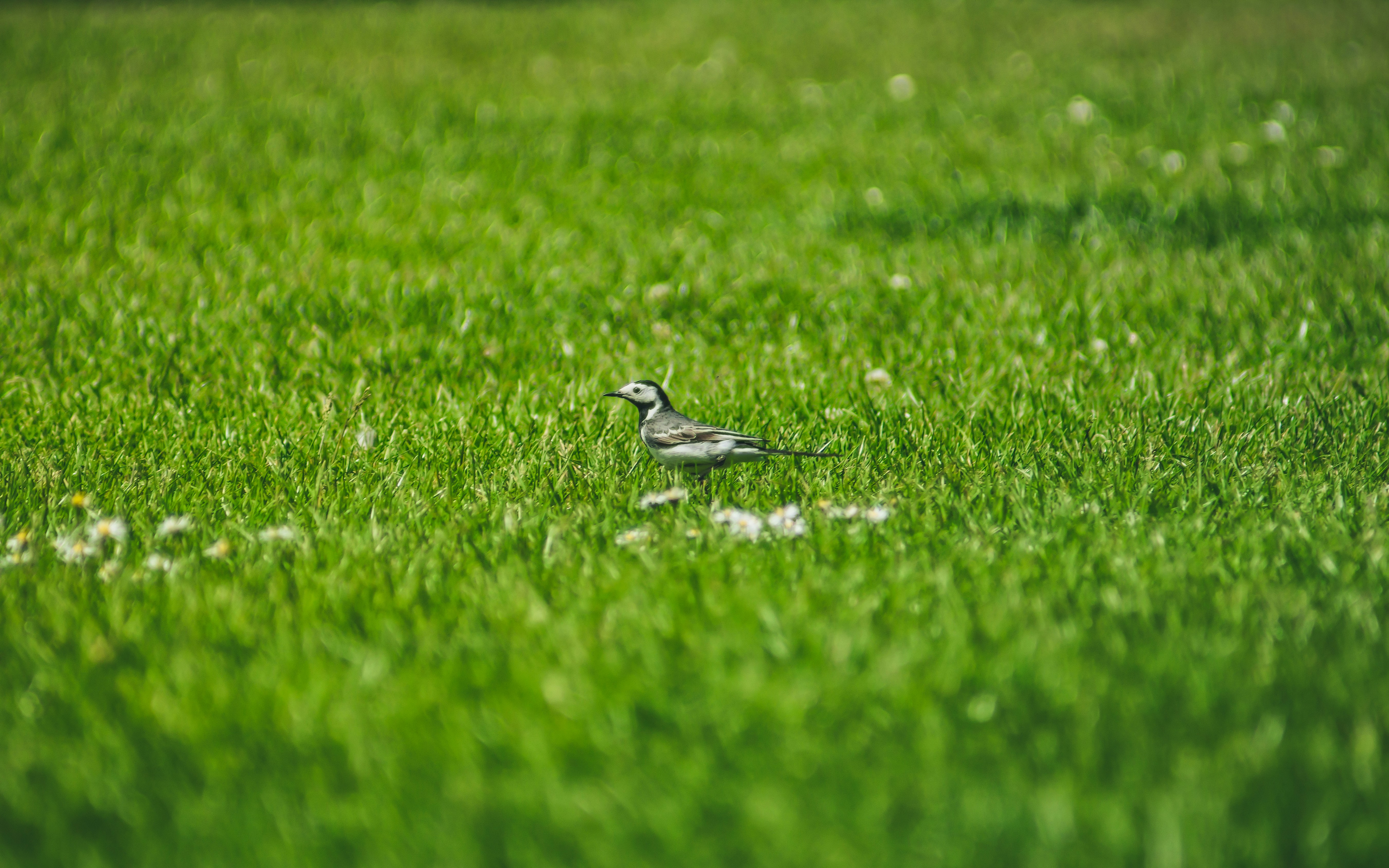 A wee Willie Wagtail (Motacilla alba), also called a Pied Wagtail, hops across a football pitch at Victoria Park (May, 2020).