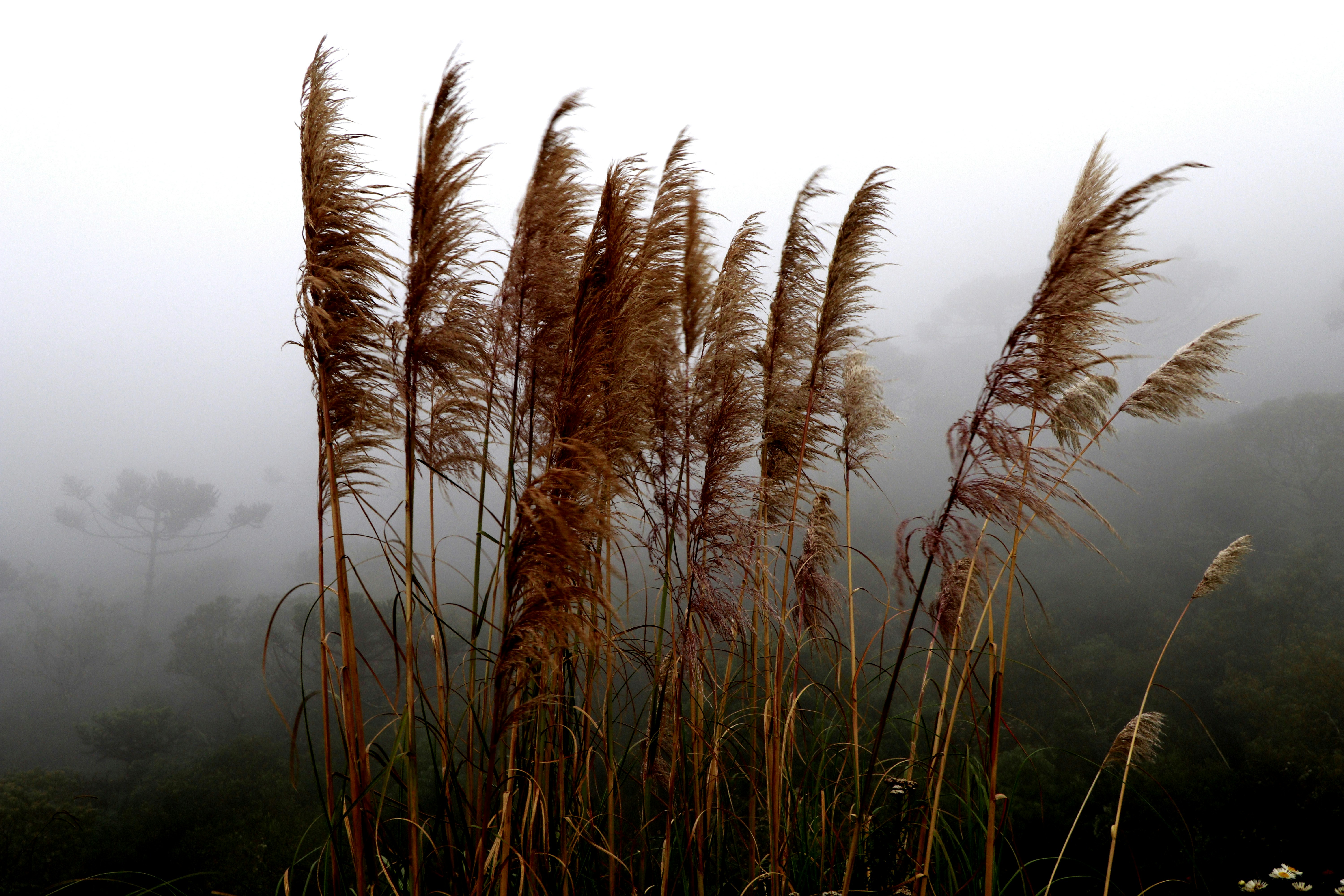 Dusk with fog in the field with grass