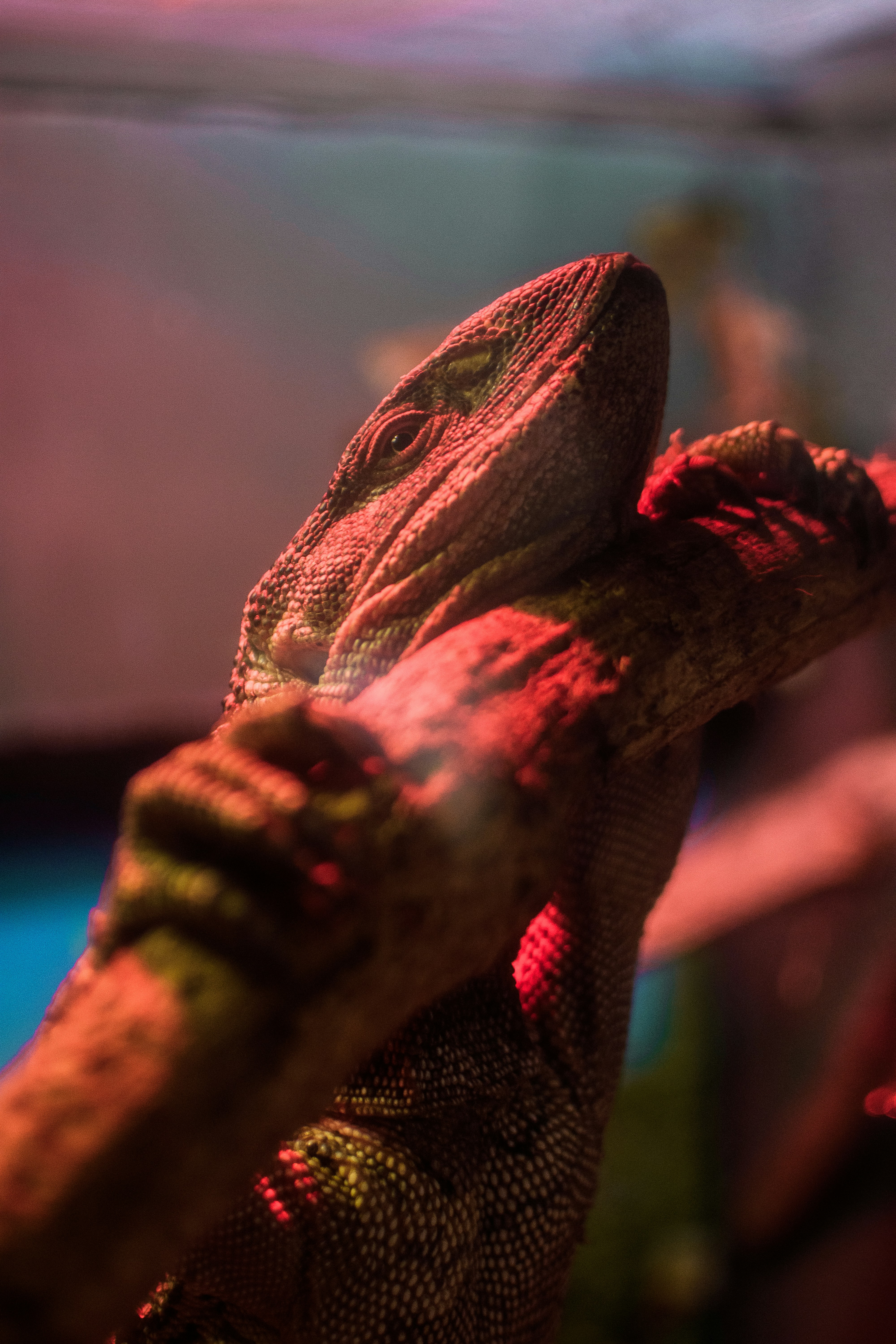 Crimson Gaze: Macro Portrait of a Lizard on a Weathered Branch