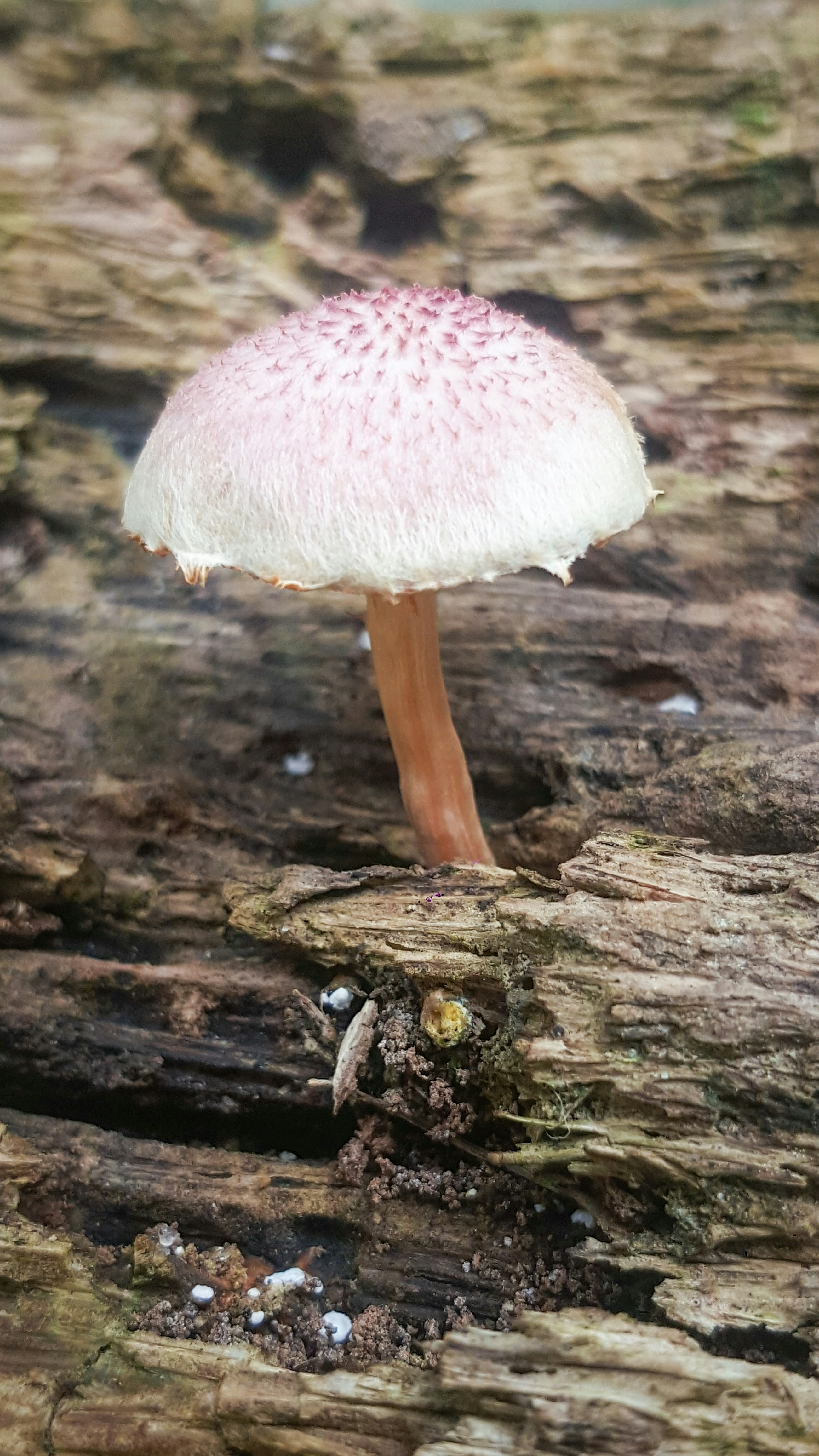 A pink-capped mushroom emerges from weathered wood, showcasing intricate textures and colors in a natural setting.