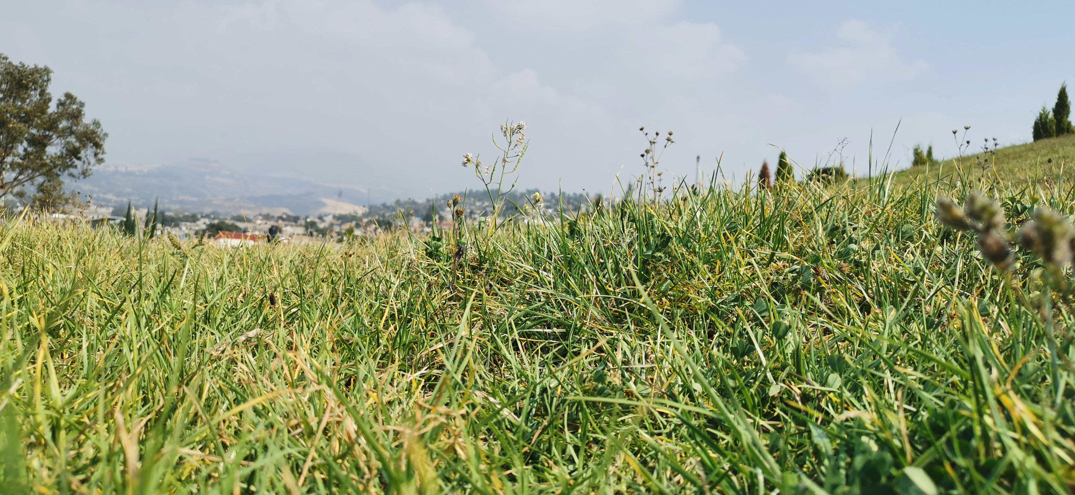 Vast field of tall grass under a hazy sky with distant hills and trees lining the horizon.