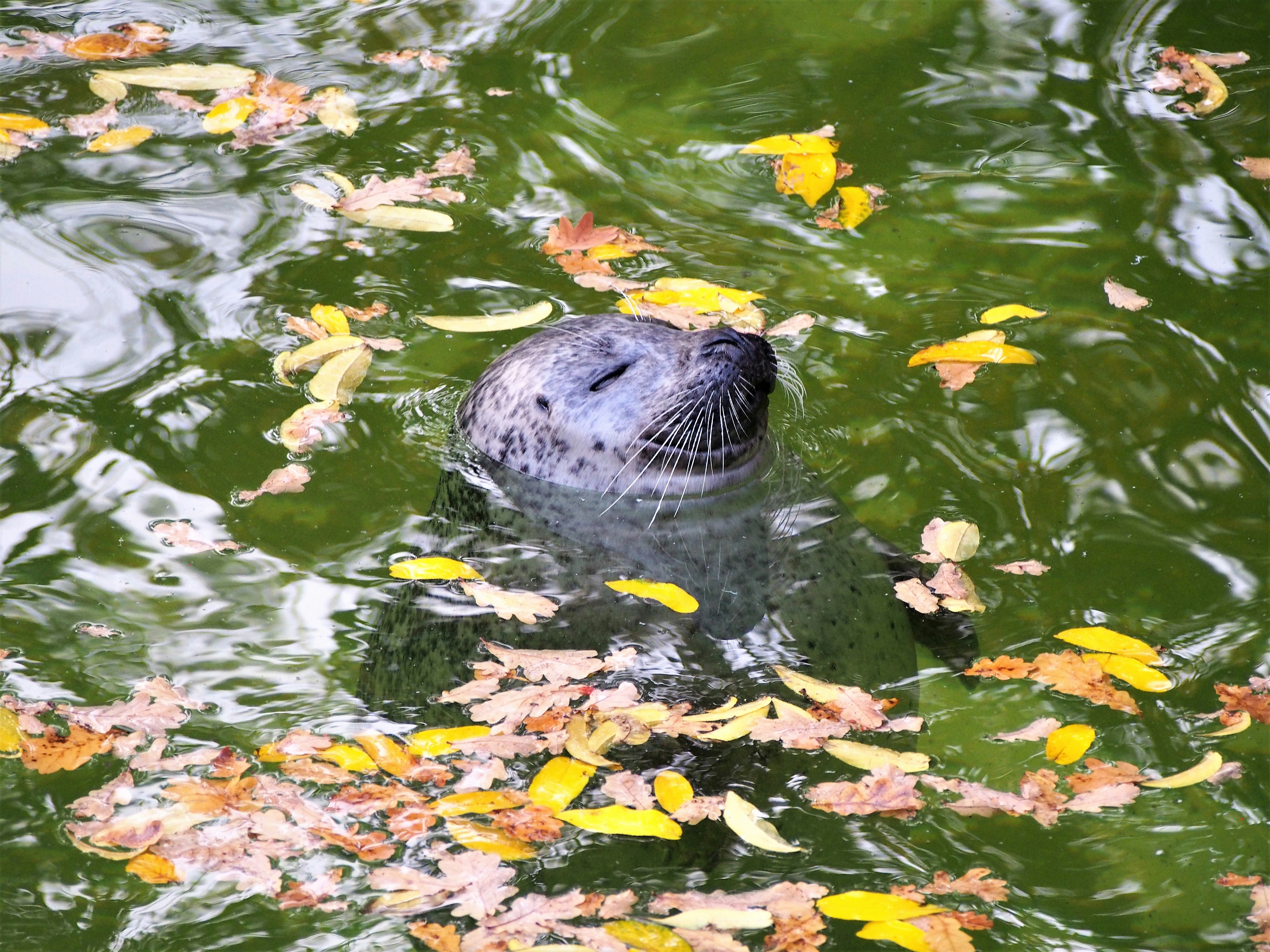 Harbor seal peeks above green water, surrounded by scattered autumn leaves in yellows and oranges.