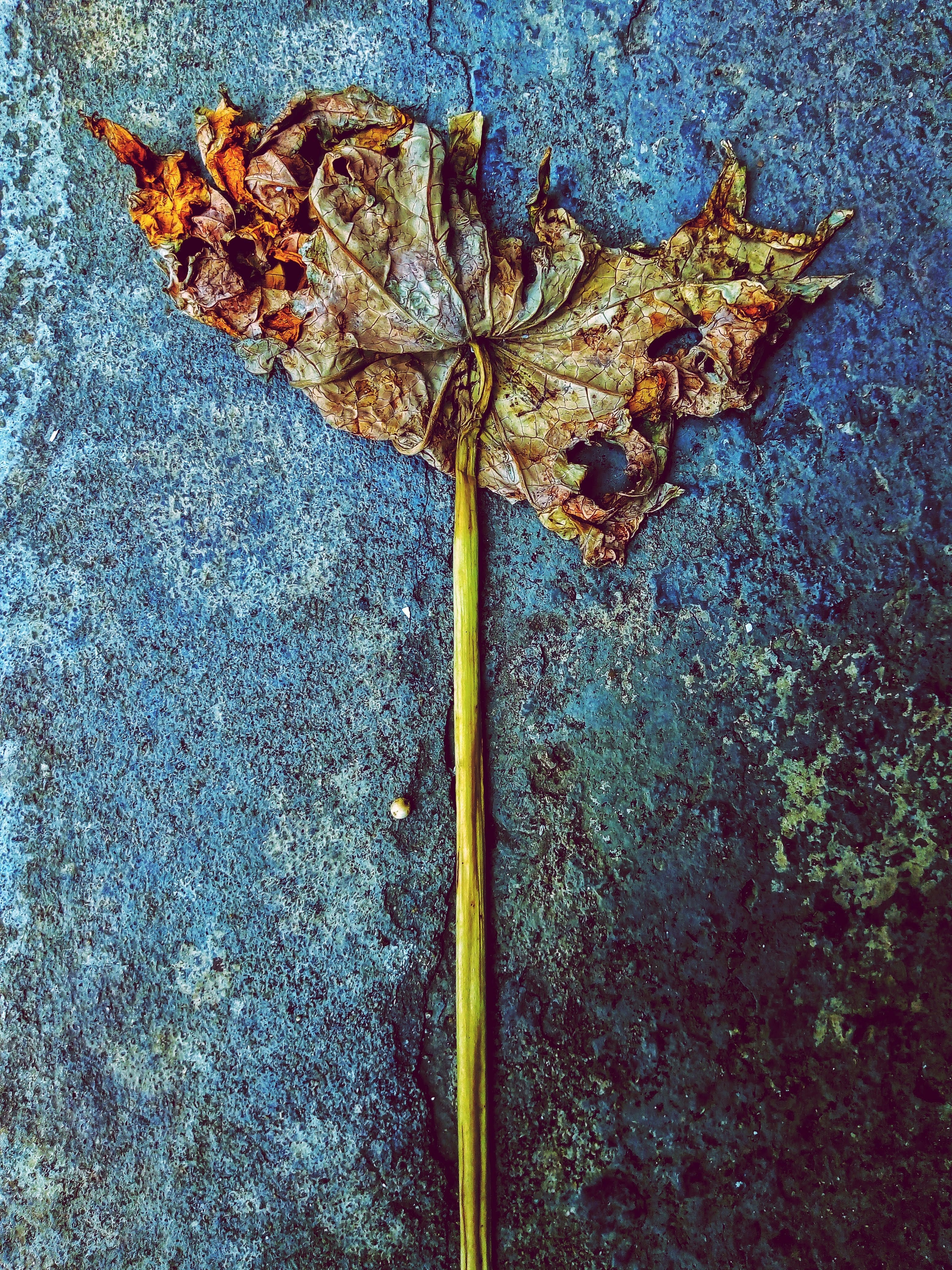 Cerulean Ground, a Withered Leaf Stretching Its Central Stem