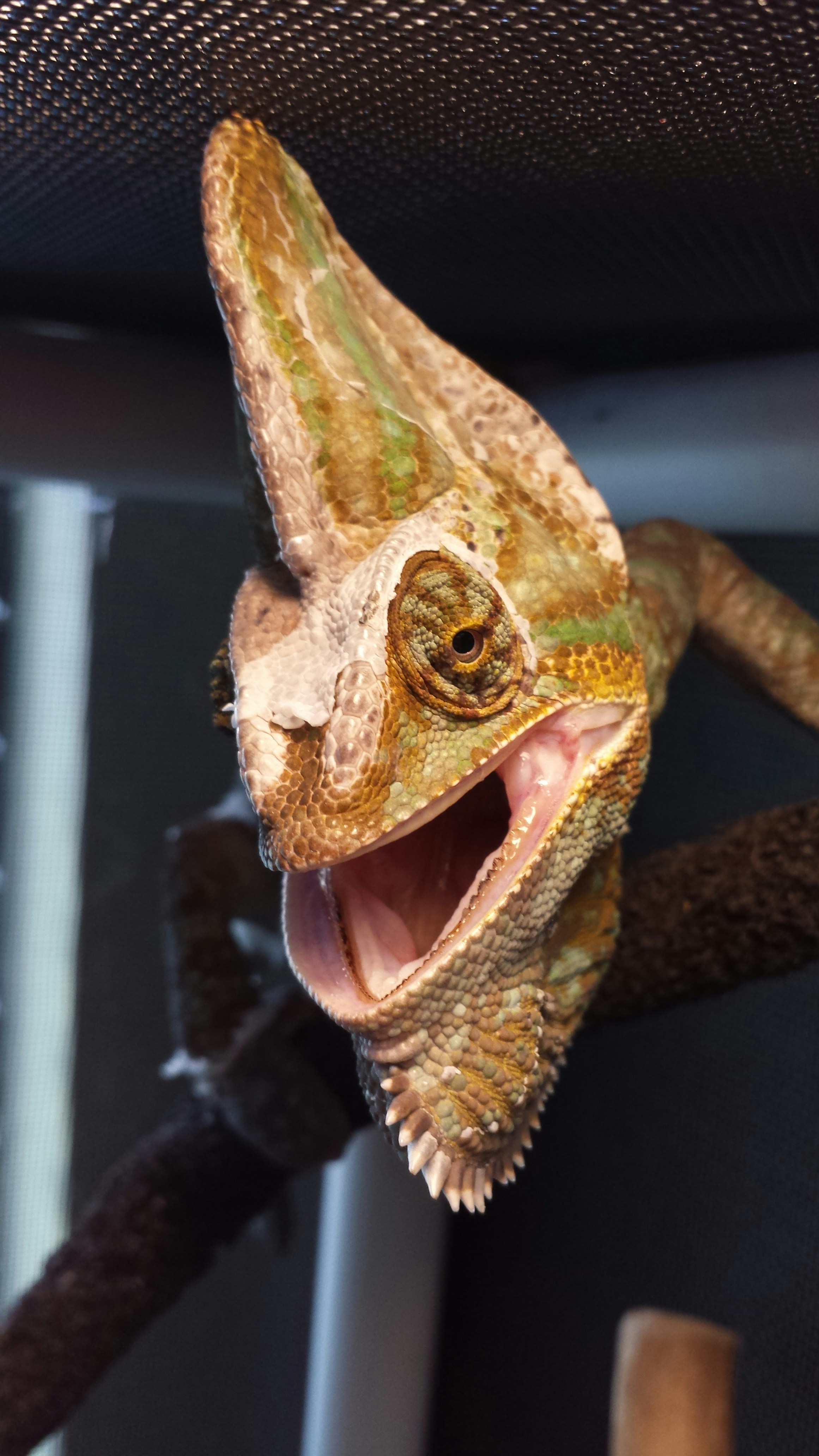 Close-up of a chameleon head with its mouth open, highlighting textured scales and vivid color patterns.