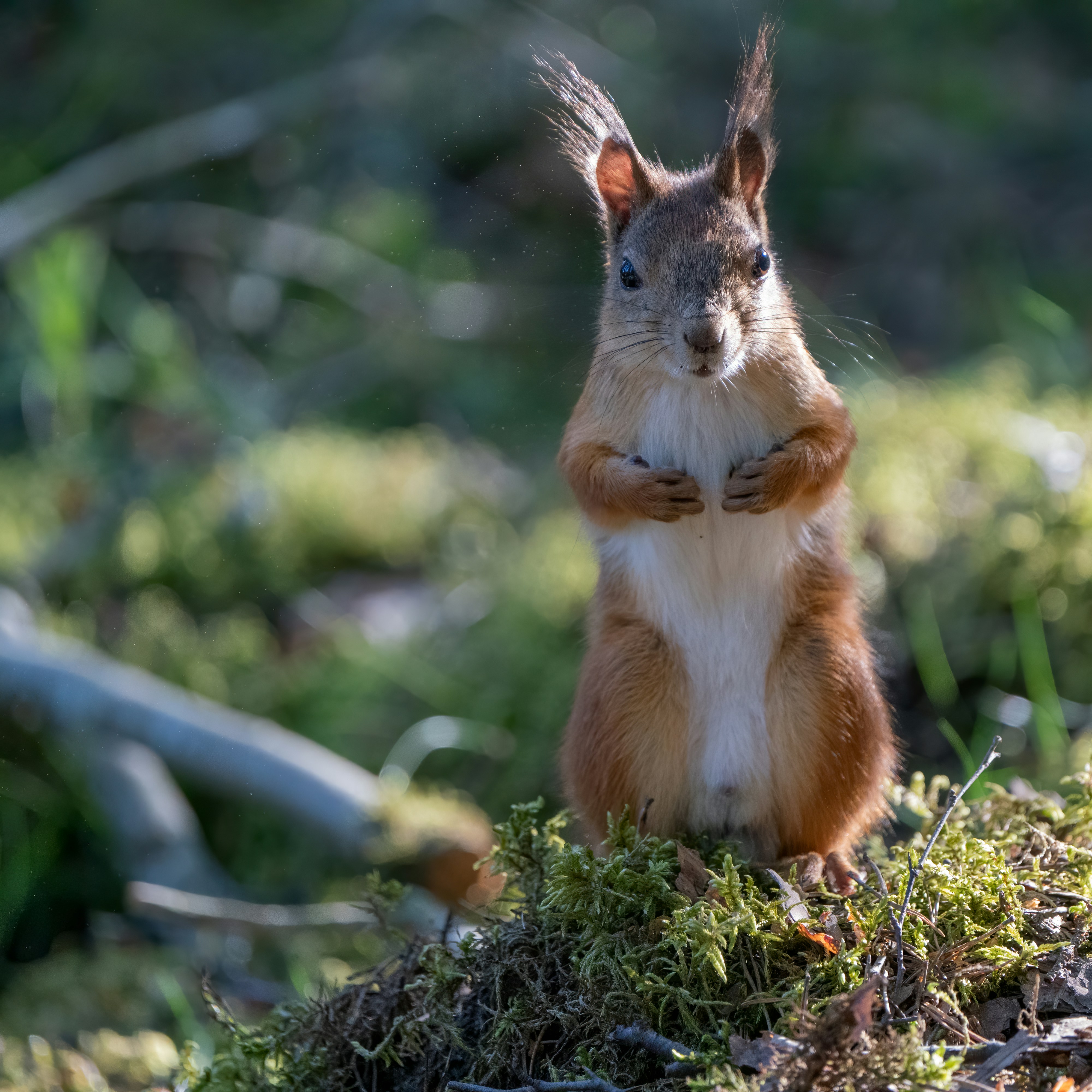 Portrait of a funny squirrel looking at the camera
