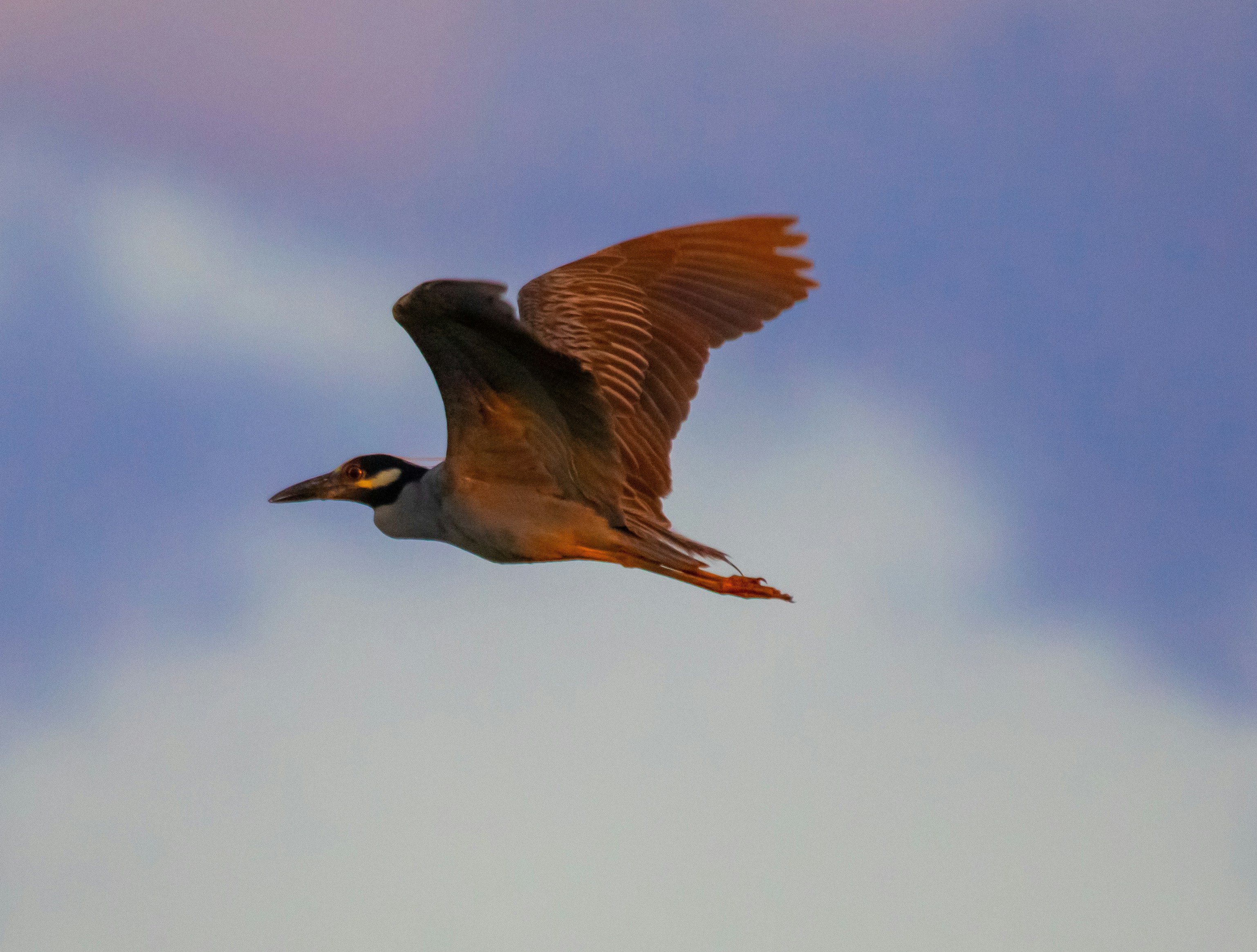 Winged Hunter Under a Indigo Sky