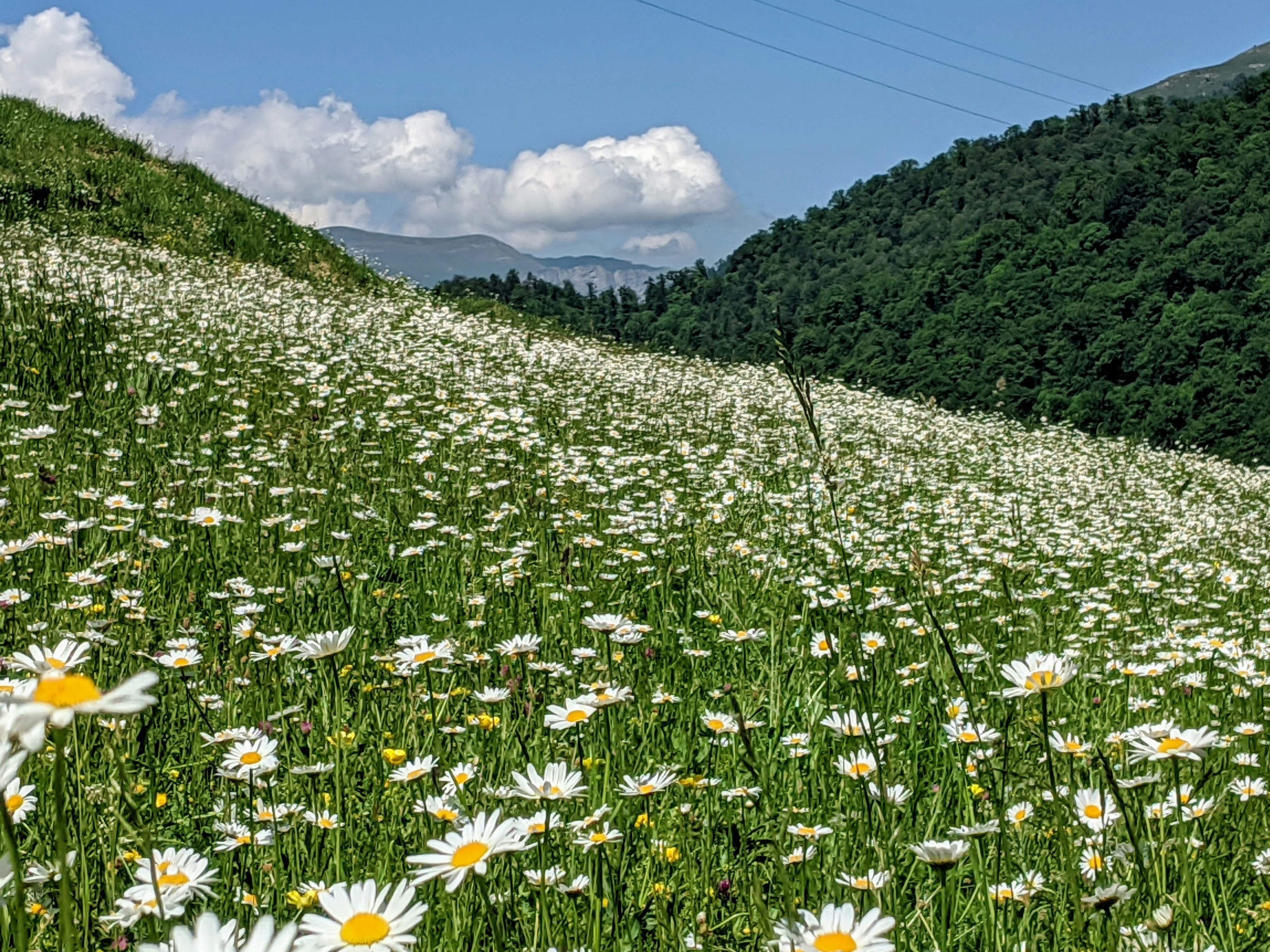 Daisy Field Photography