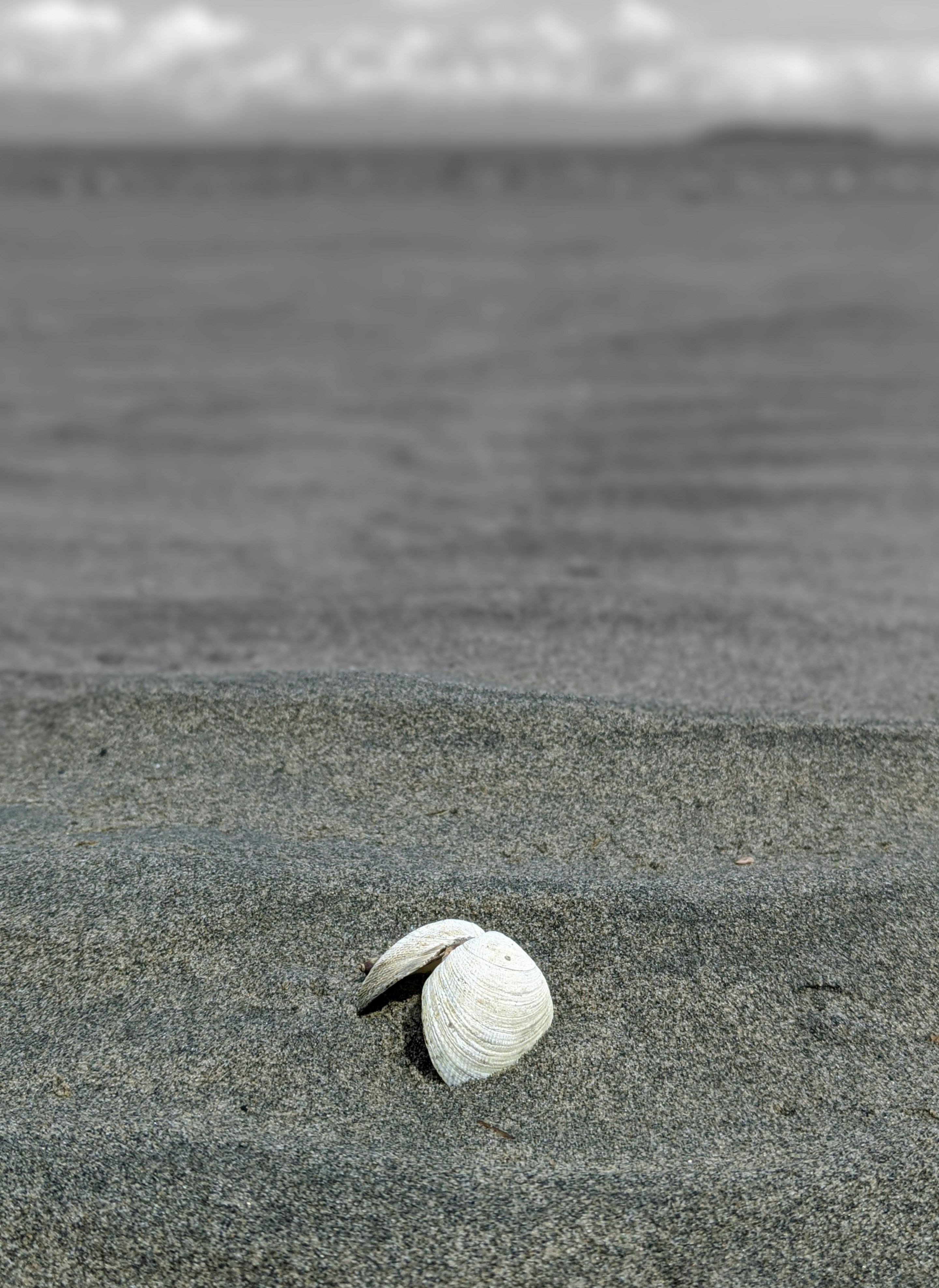 Solitary White Shell Resting on Quiet Coastal Sand