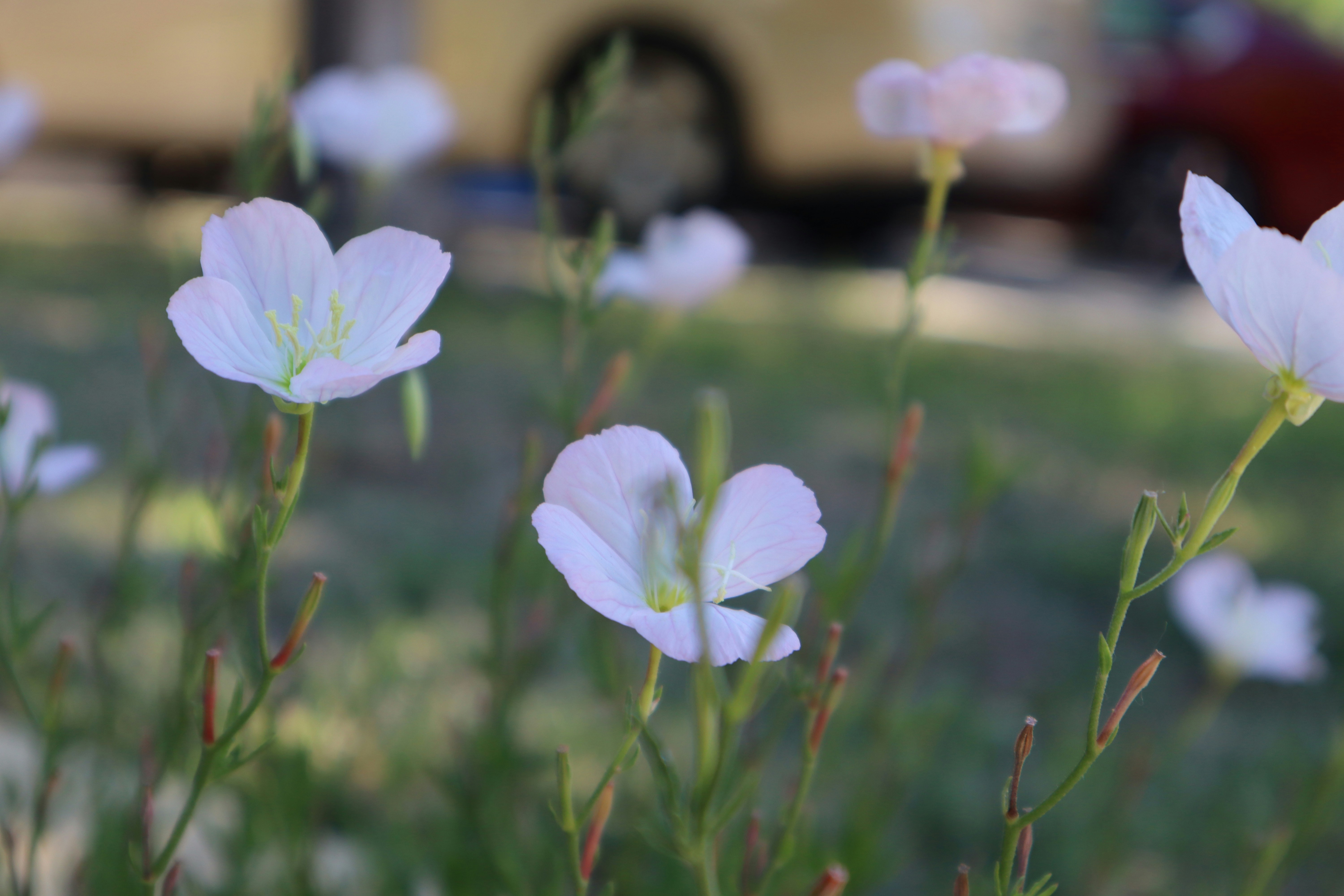 Petals in Soft Focus: Delicate White Flowers in a Garden Bed