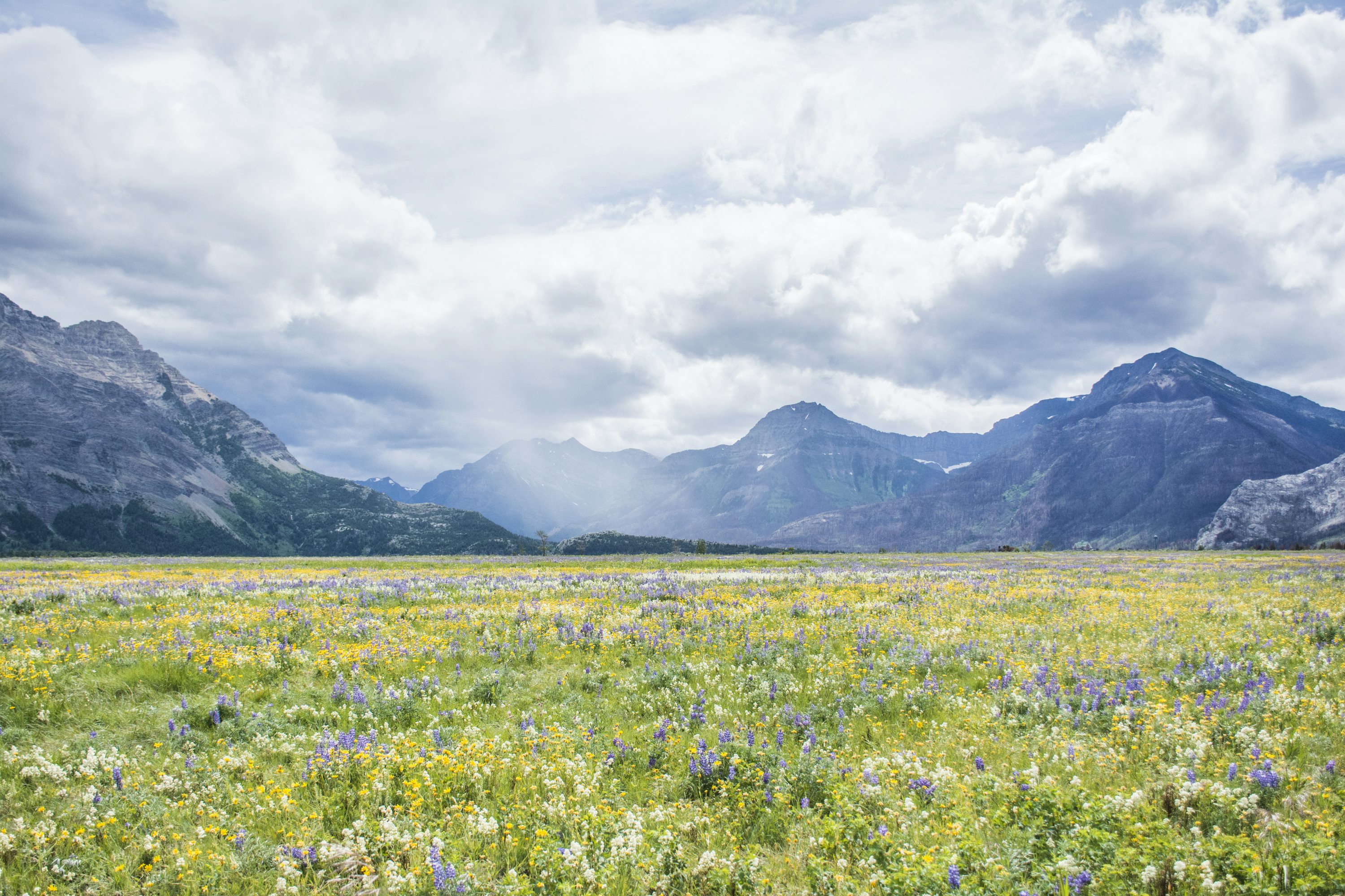 Yellow flower field near mountain under white clouds during daytime ... Yellow flower field near mountain under white clouds during daytime ...
