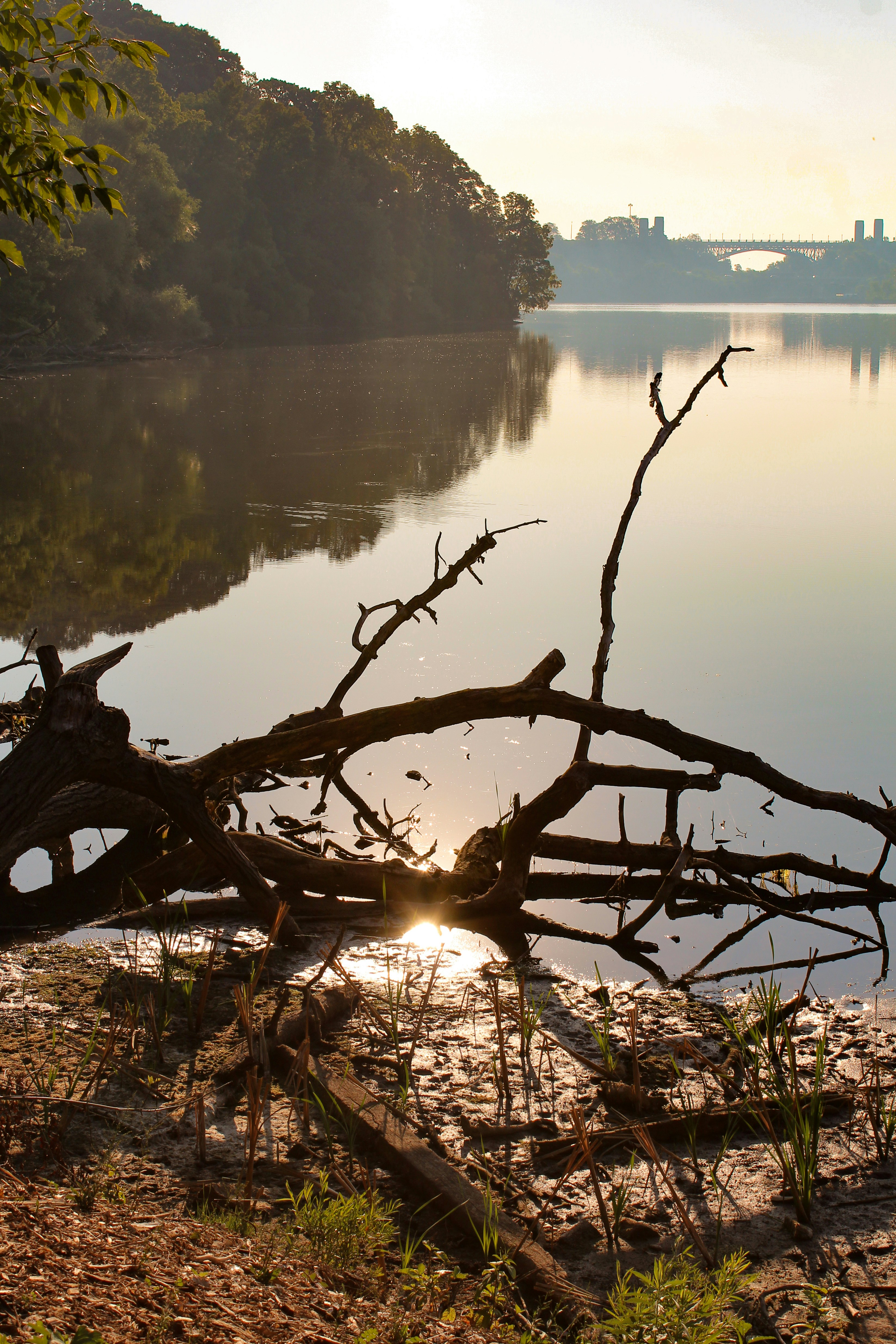 Serene lake view featuring a fallen tree branch and gentle ripples reflecting the soft light of dusk.