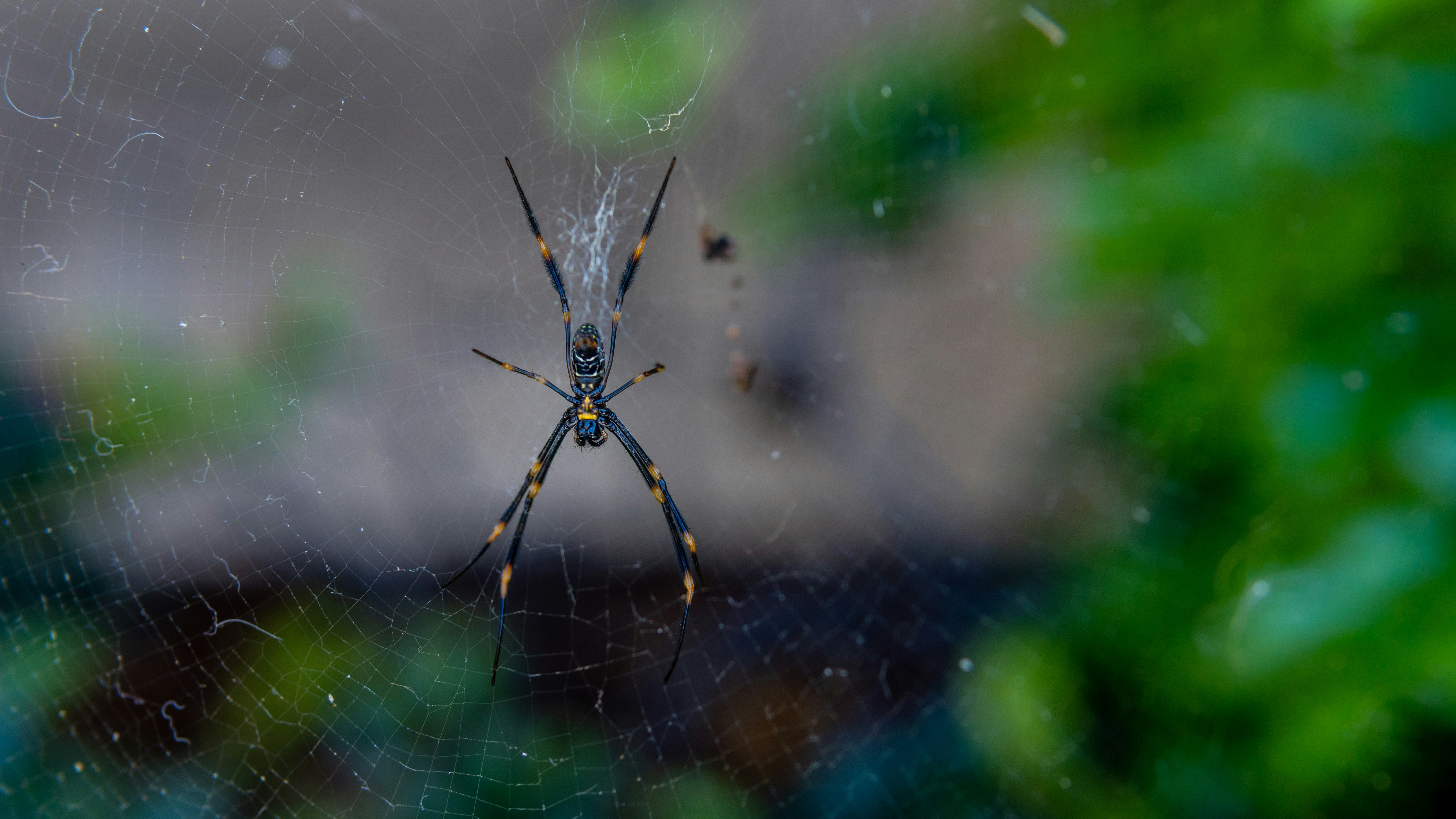 Center Stage on Silken Threads: A Garden Orb-Weaver in Focus