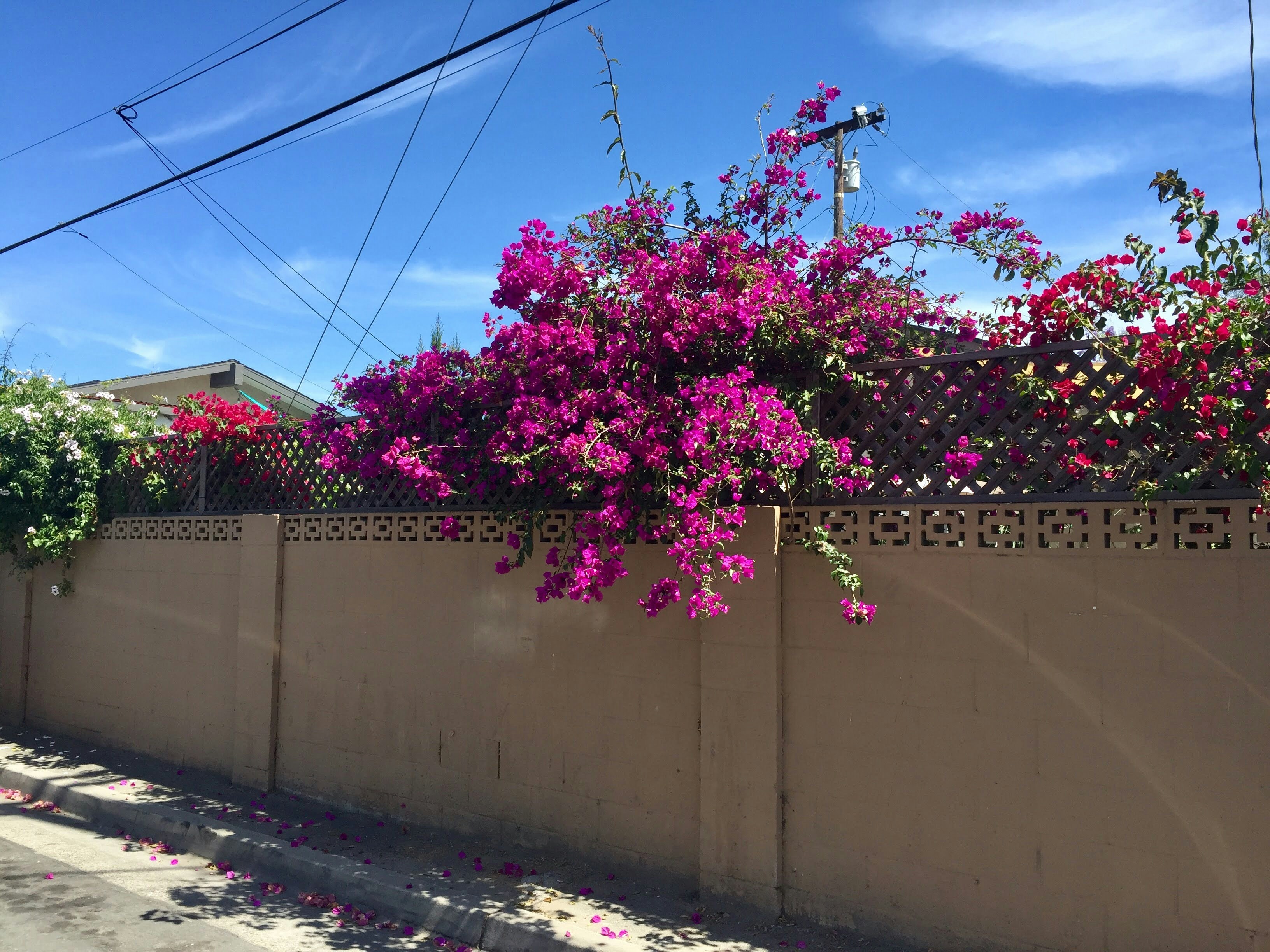 Vibrant pink bougainvillea cascading over a brown wall under a clear blue sky.