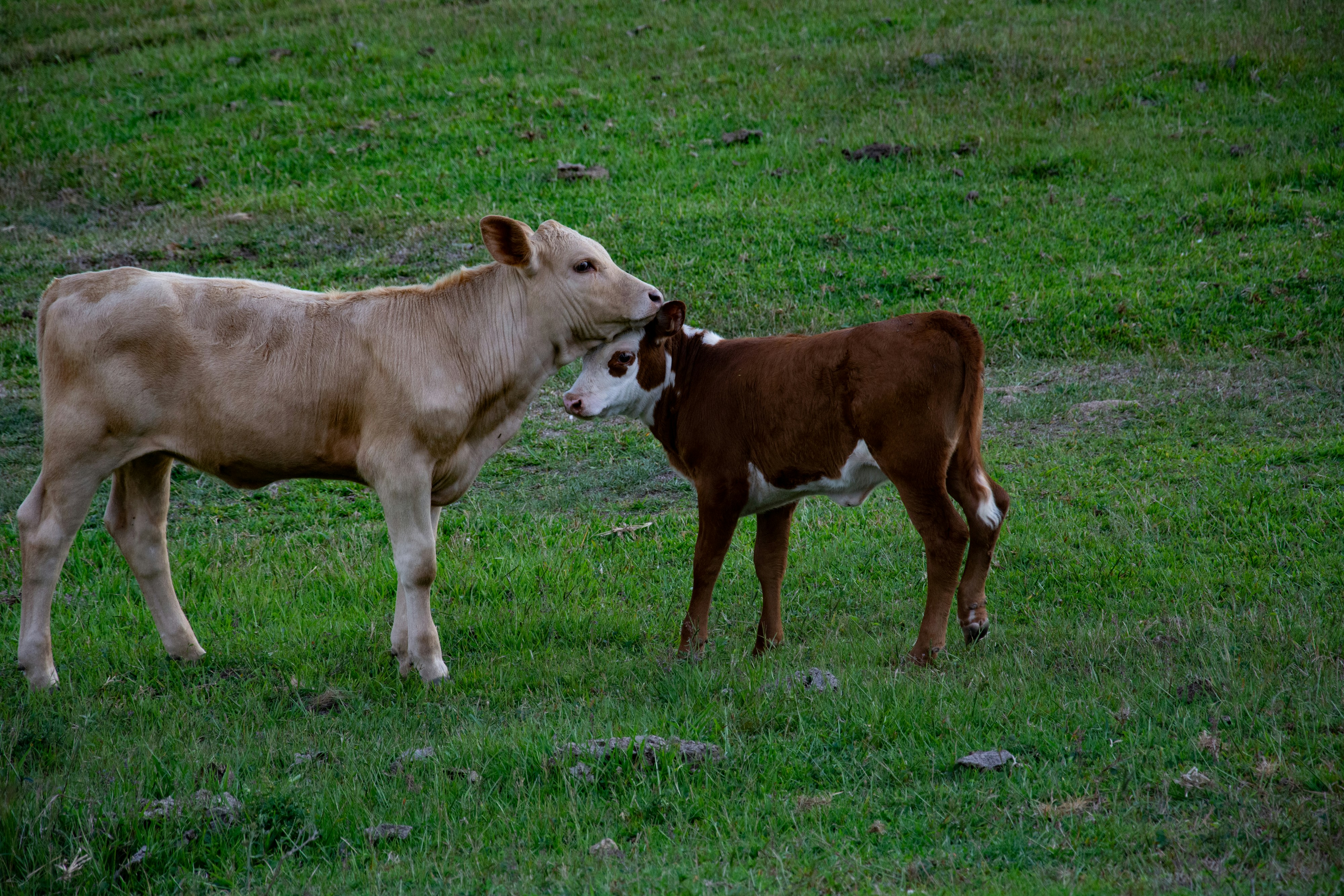 Two young calves nuzzle each other in a lush green pasture, showcasing their playful bond.
