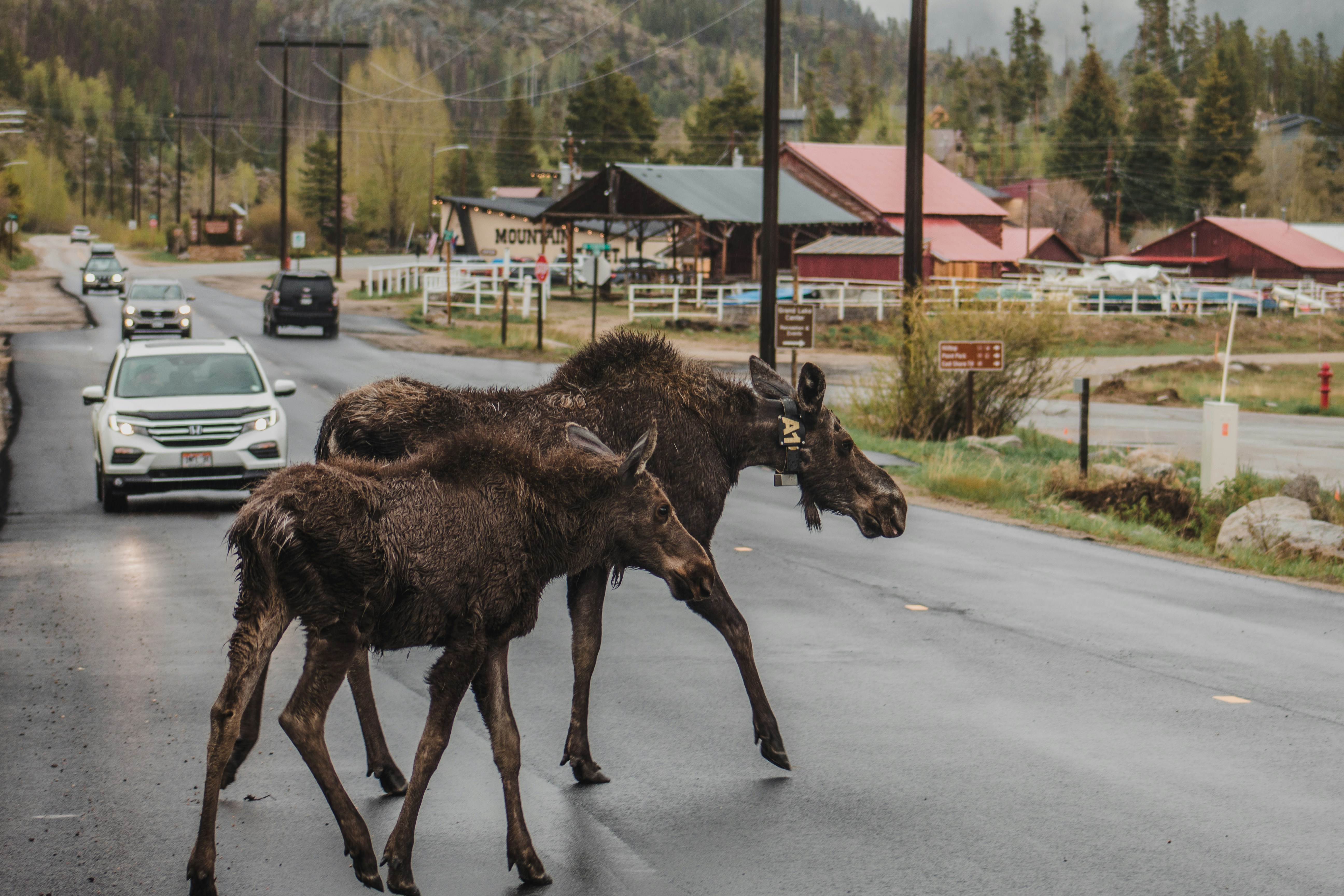 Brown 4 legged animal on road during daytime photo – Free Car Image on ...