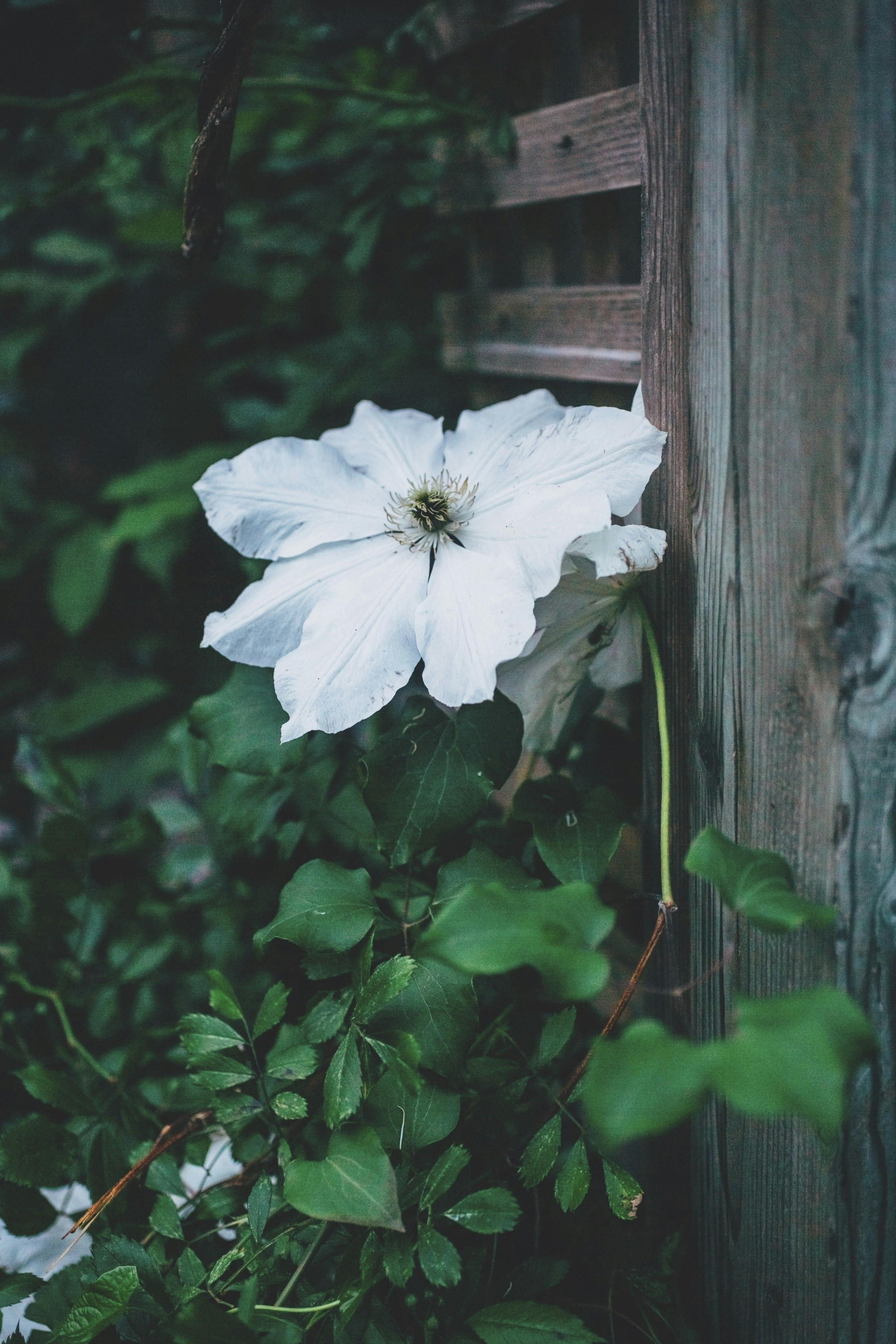 White poppy clinging to a weathered fence in a shadowed garden