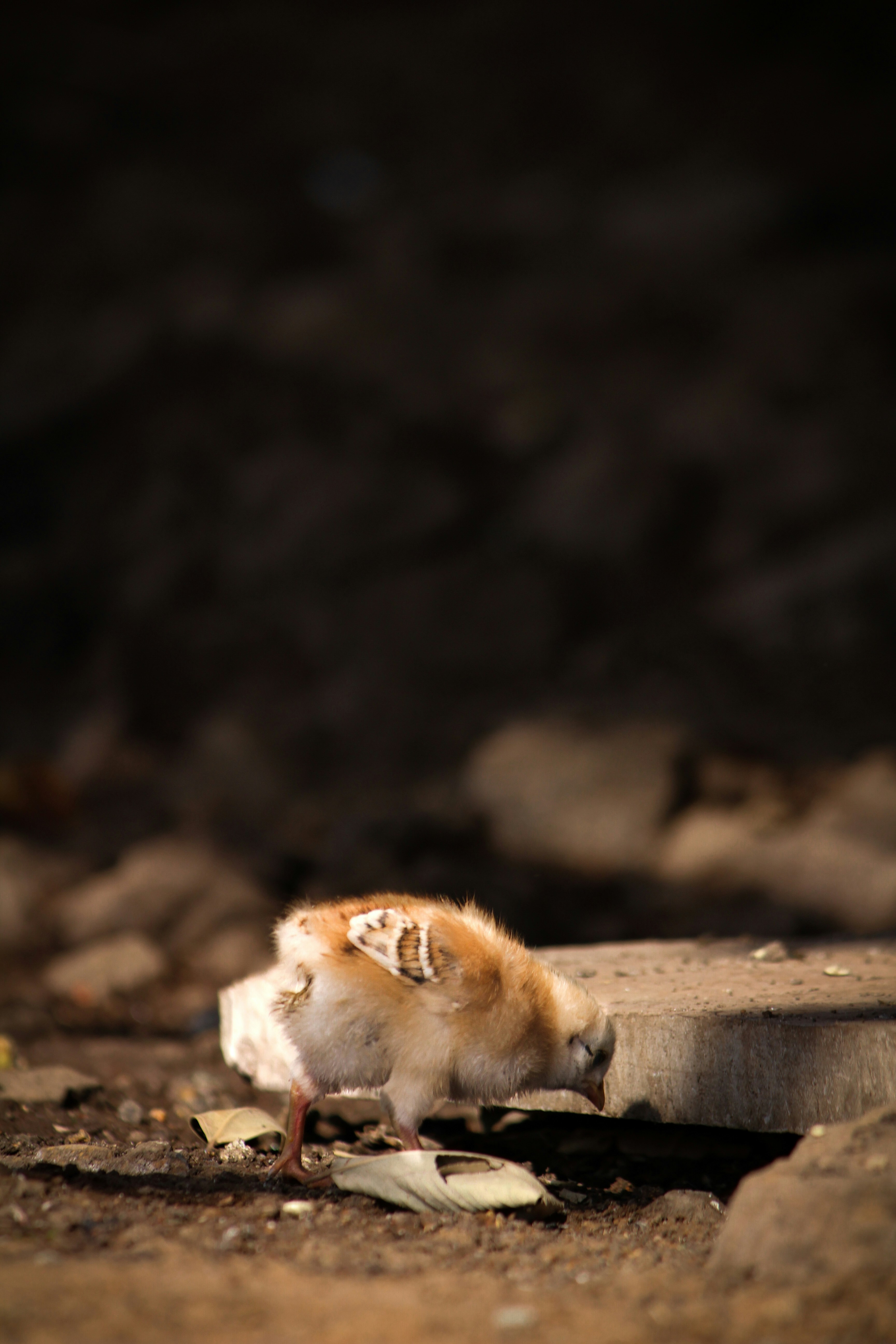 A young chick pecks at the ground near a stone, surrounded by earthy textures and shadows.
