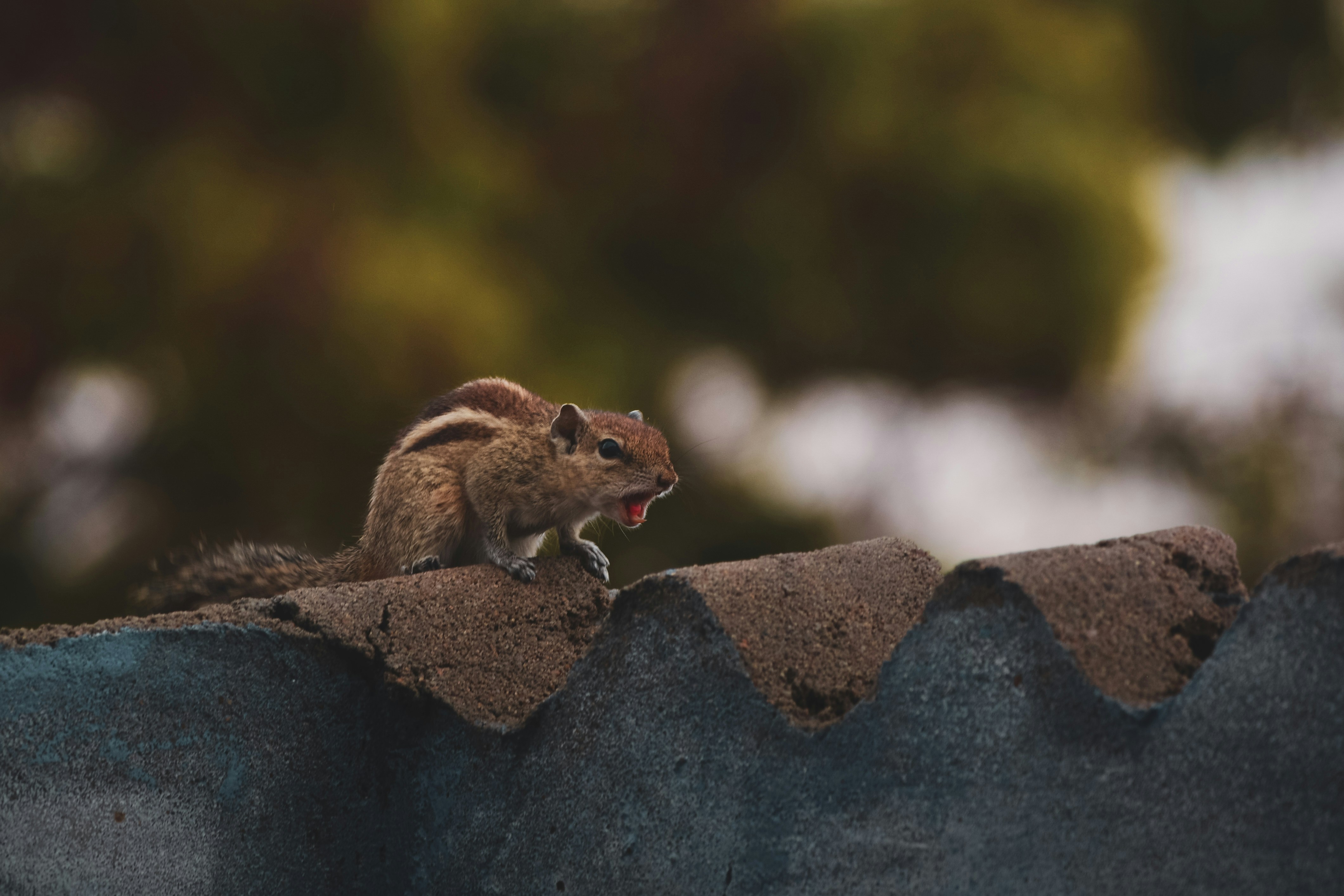 brown squirrel on brown rock during daytime
