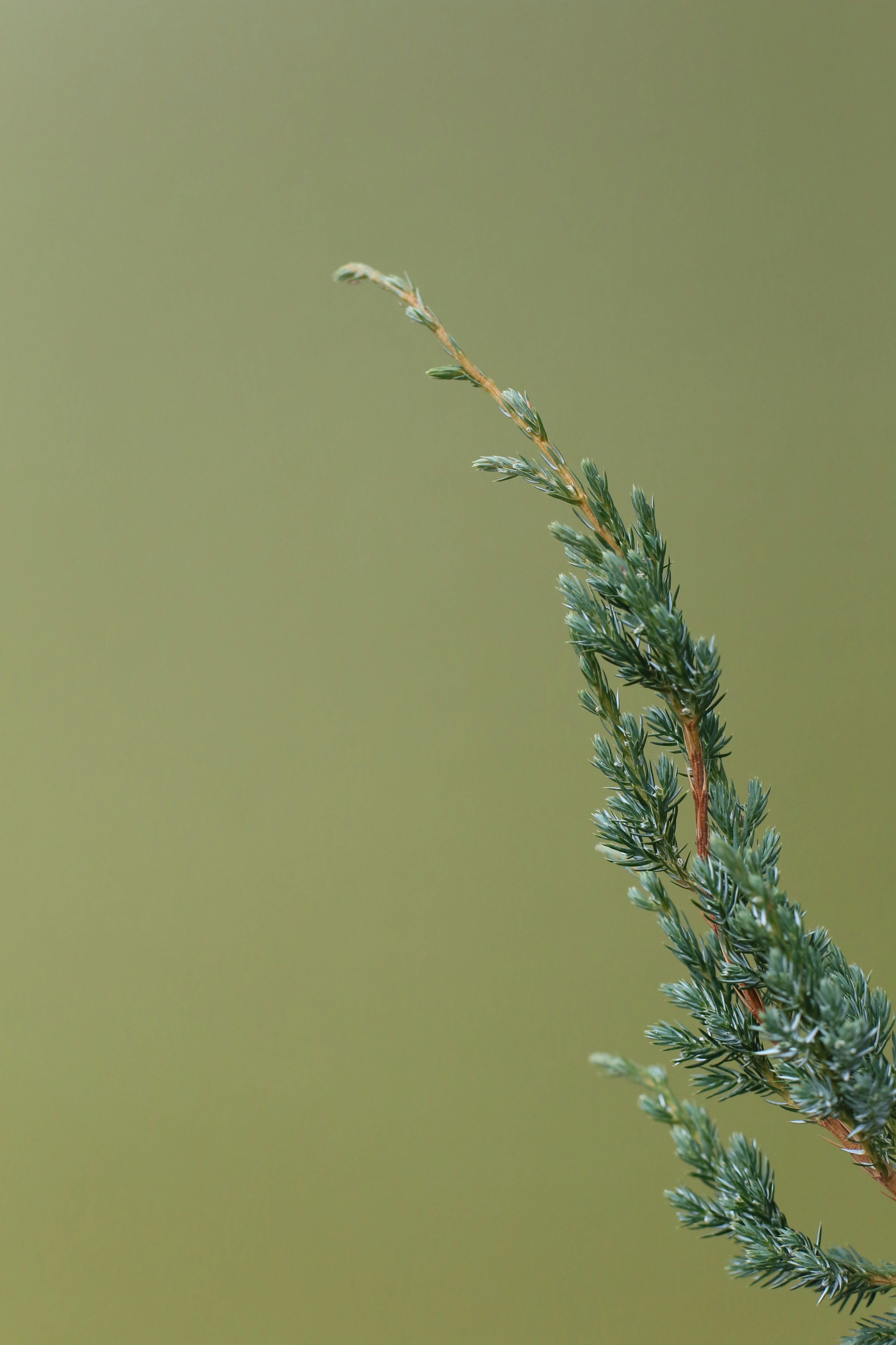 Close-up of a slender green sprig against a softly blurred background, highlighting the intricate details of the foliage.