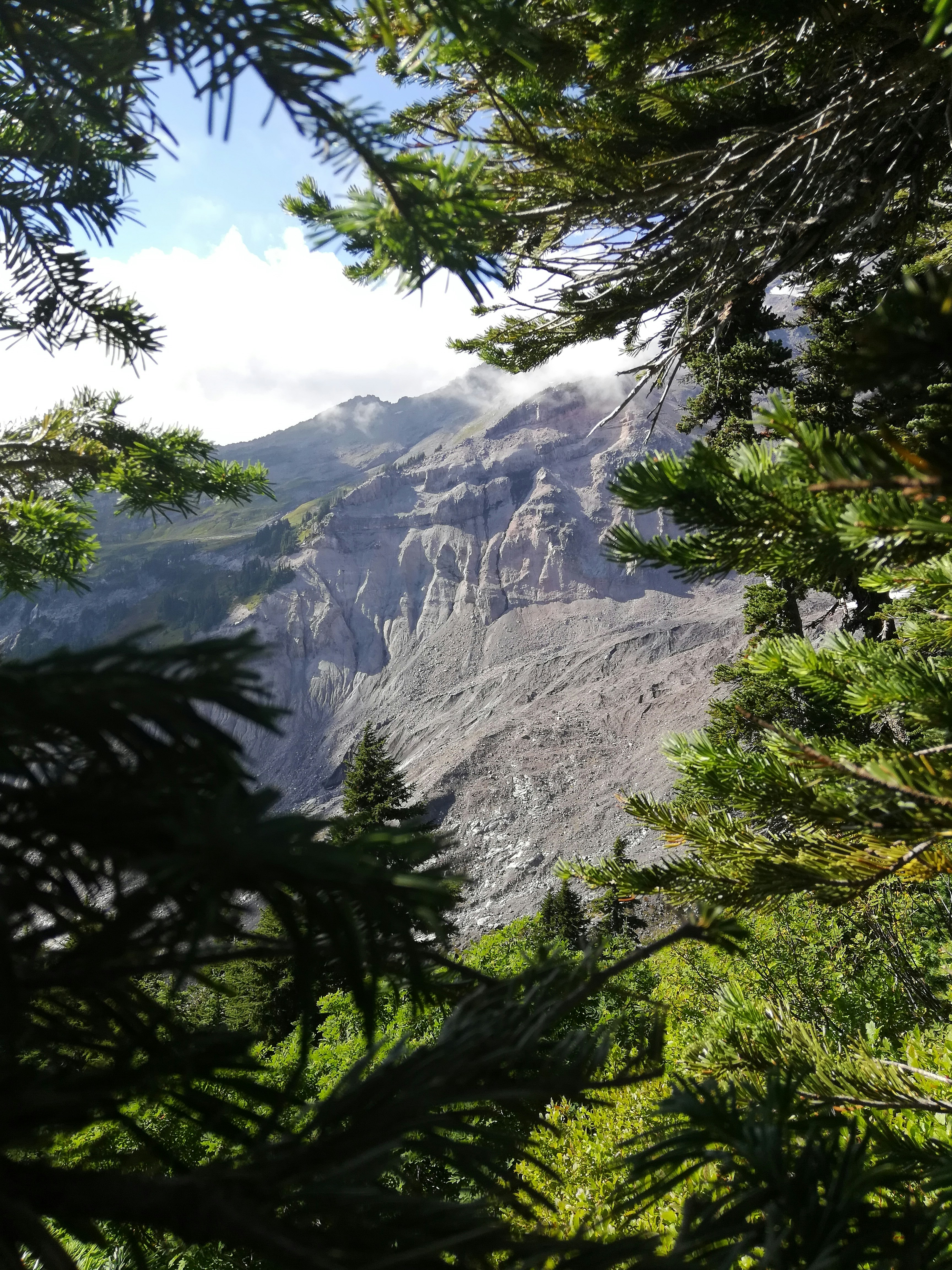 Framed Alpine Ridge: Sunlit Peak Through a Pine Veil