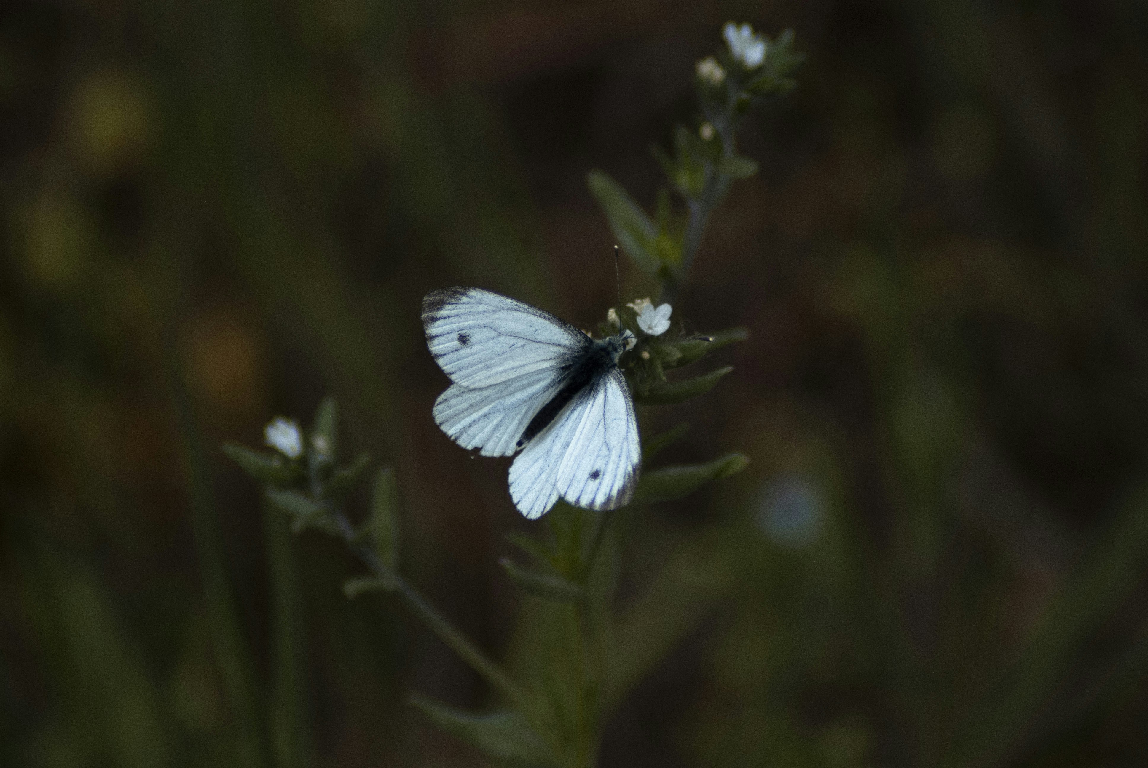 Butterfly on a flower