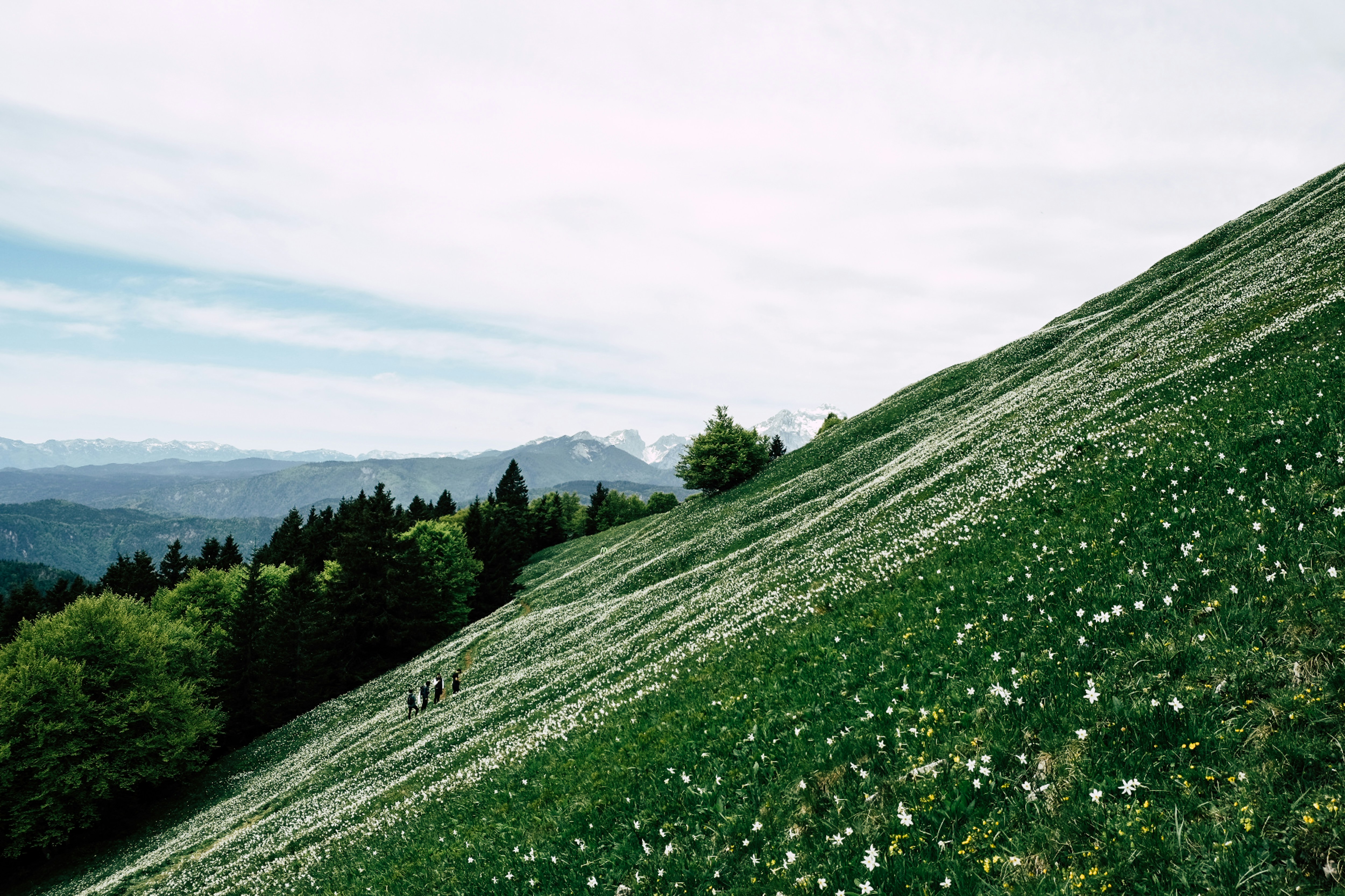 Vast green hillside adorned with blooming flowers, with hikers exploring the serene landscape under a gentle sky.