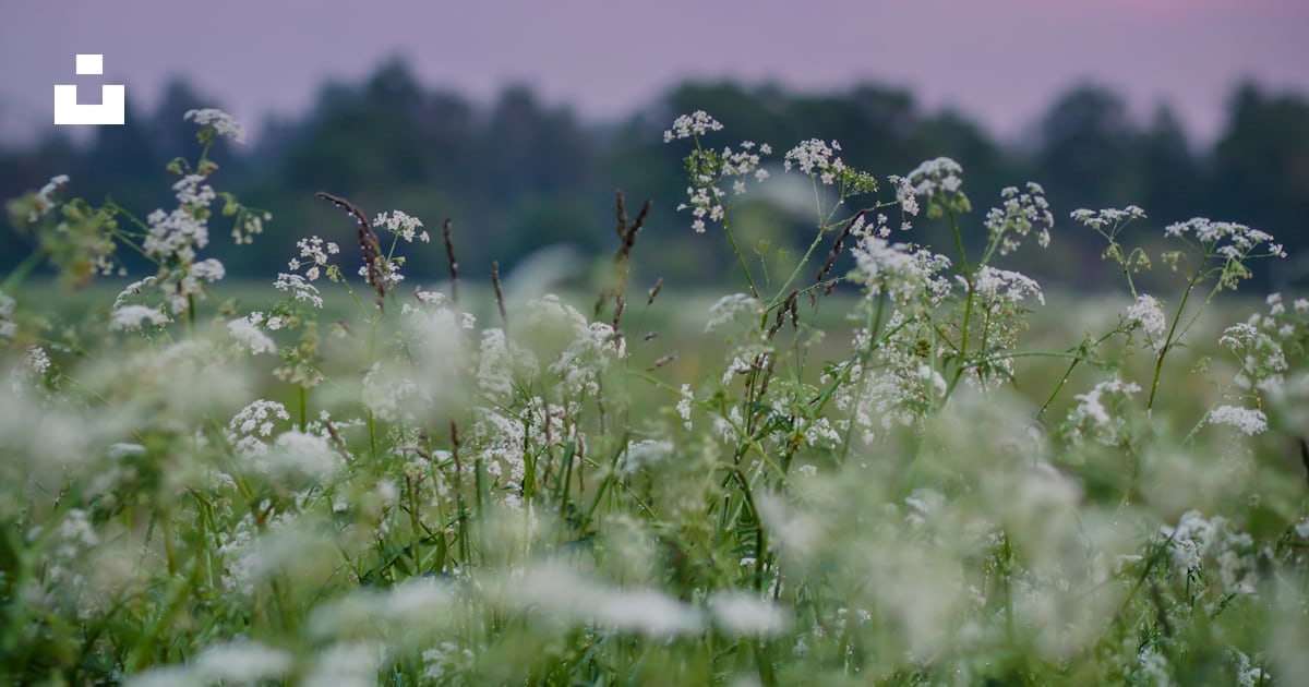 昼間の曇り空の下、緑の芝生のフィールドの写真 Unsplashの無料グレー写真