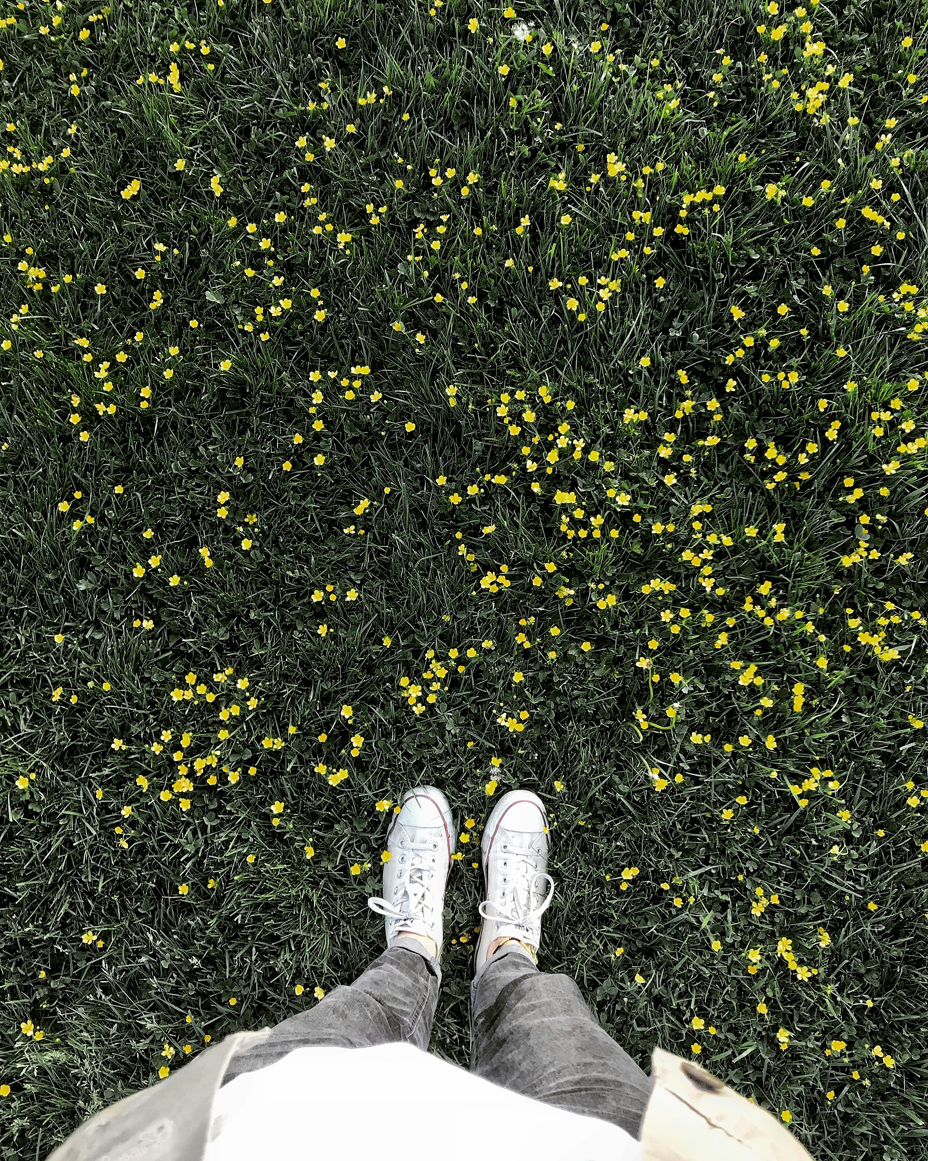 Footsteps Through a Meadow of Yellow Blossoms