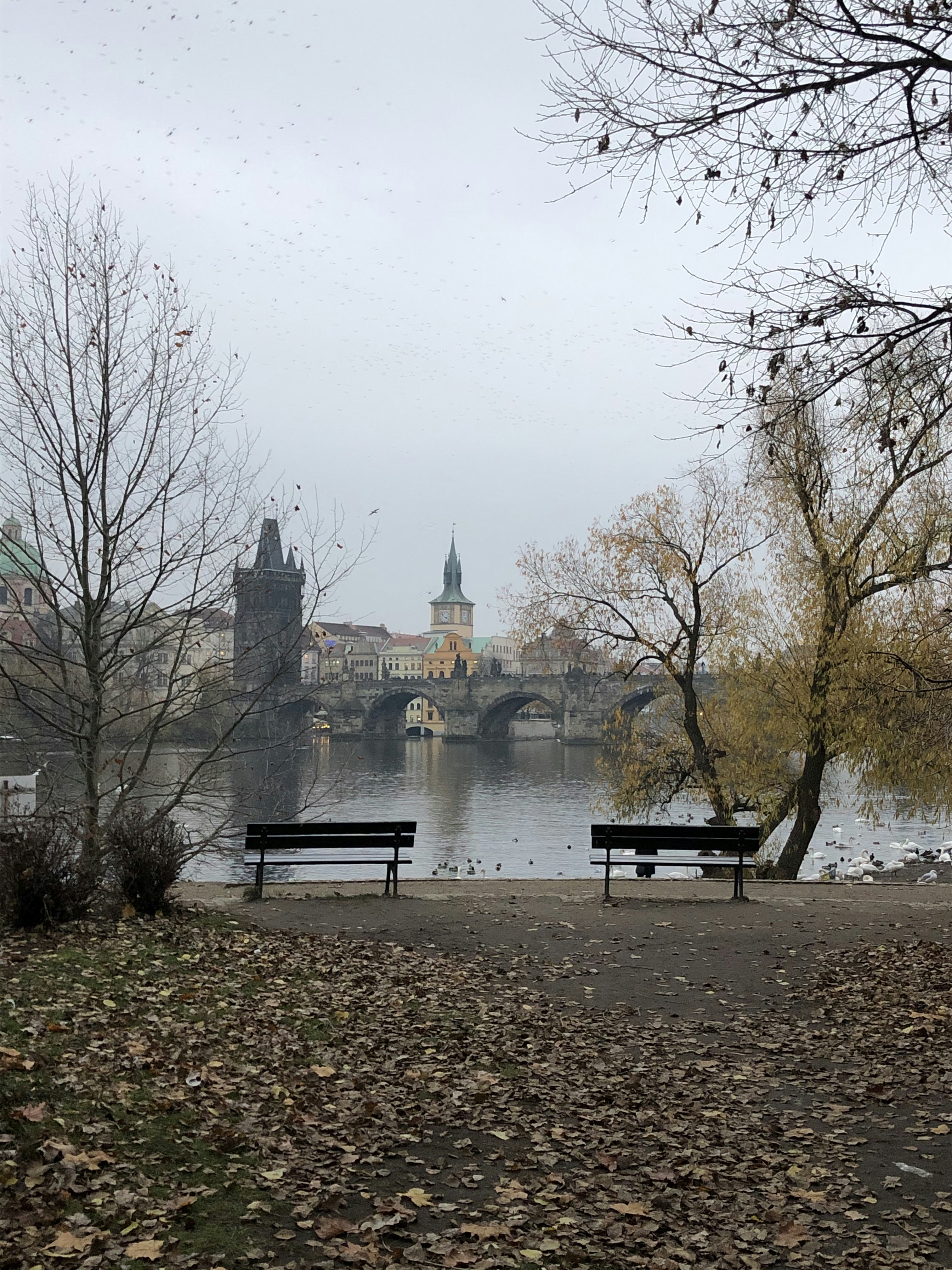 Quiet Horizon: autumn park frames a distant arched bridge