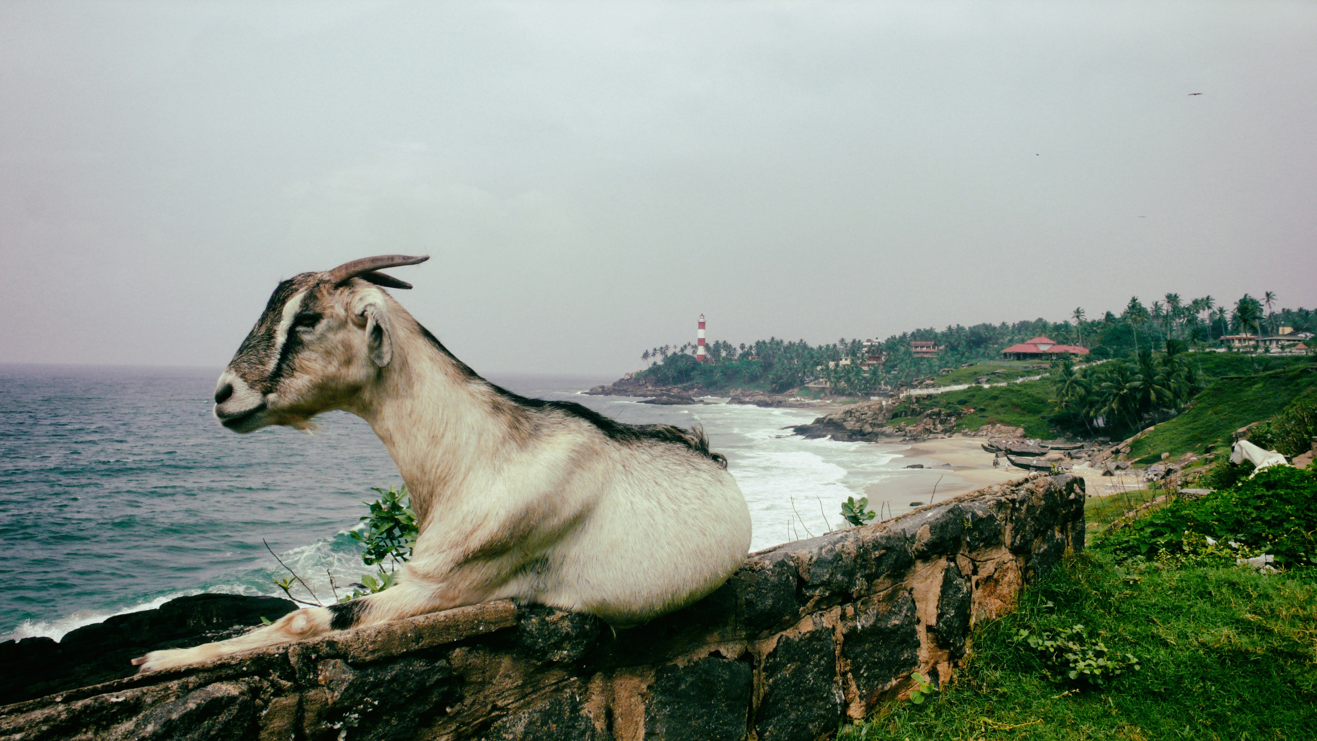 Goat perched on a weathered stone wall overlooking a rocky coastline, with the sea and a distant lighthouse on the horizon.