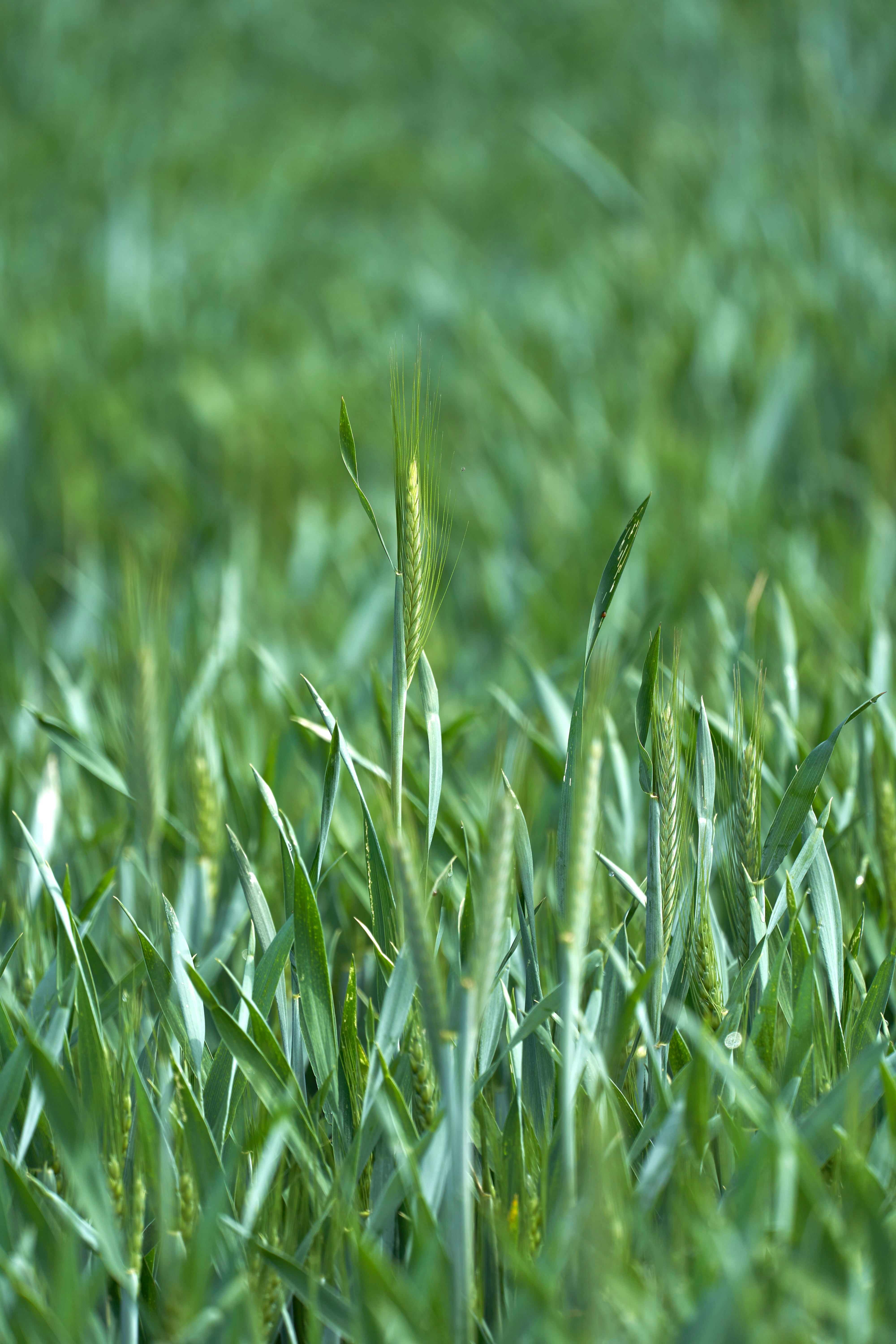 Close-up of vibrant green wheat stalks swaying gently in a field, showcasing the beauty of agricultural life.