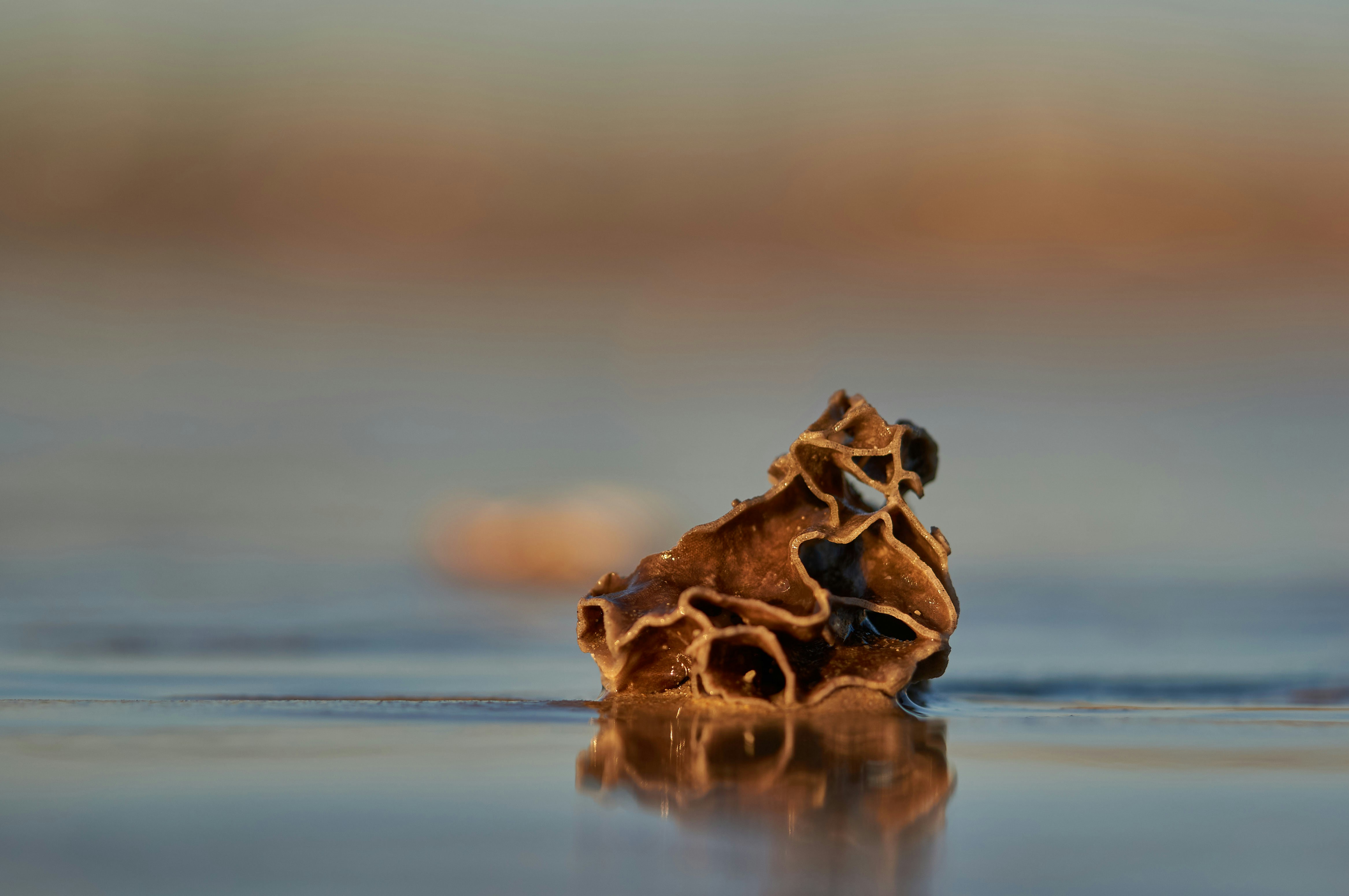 Lacework on a Glassy Shore: A Dried Seed Shell's Moment