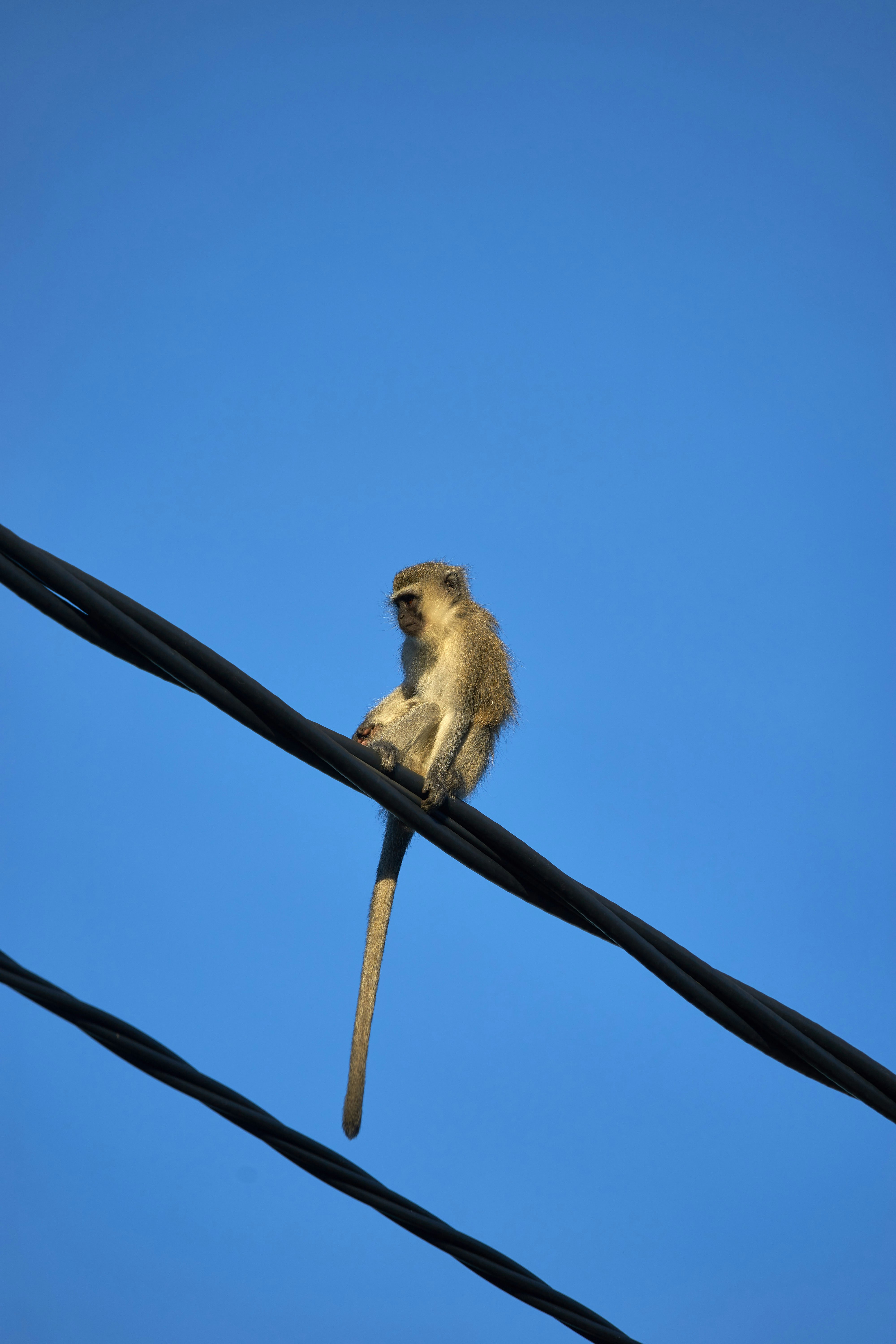 brown monkey on black metal bar during daytime