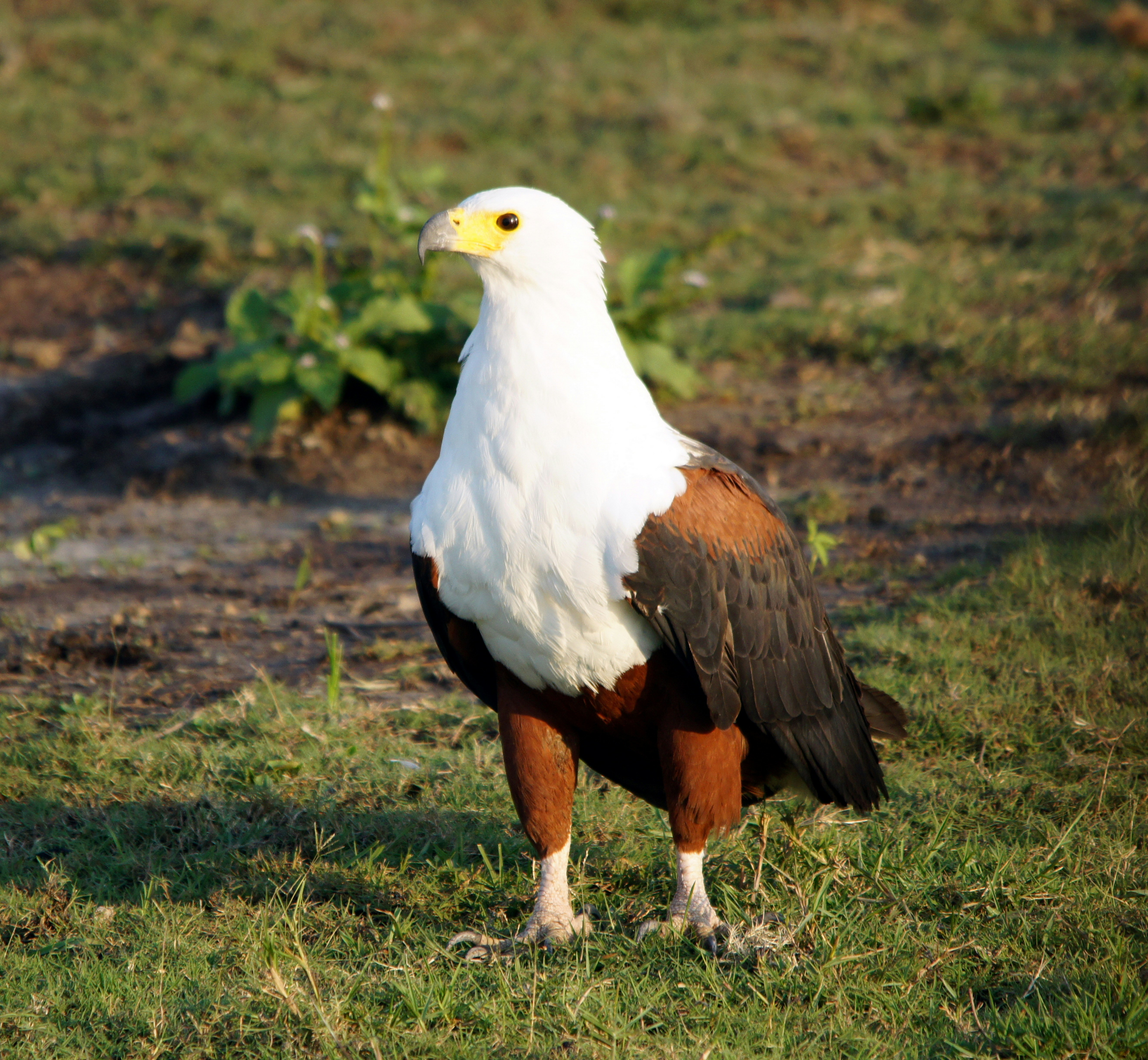 Perched White-Headed Fish Eagle in Sunlit Grass