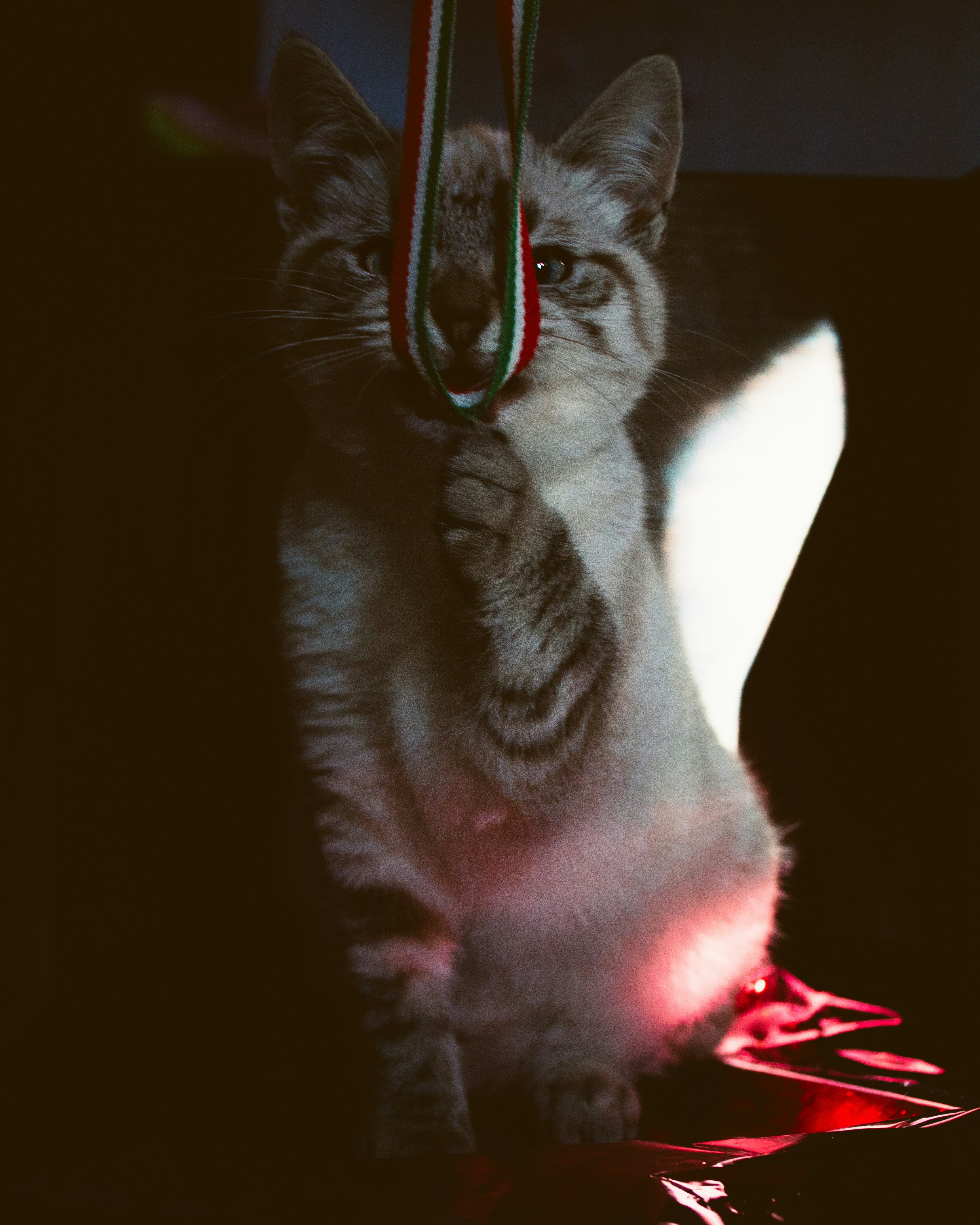 A playful cat curiously tugging at a colorful ribbon, set against a dark backdrop. The scene captures the essence of feline curiosity and playfulness.