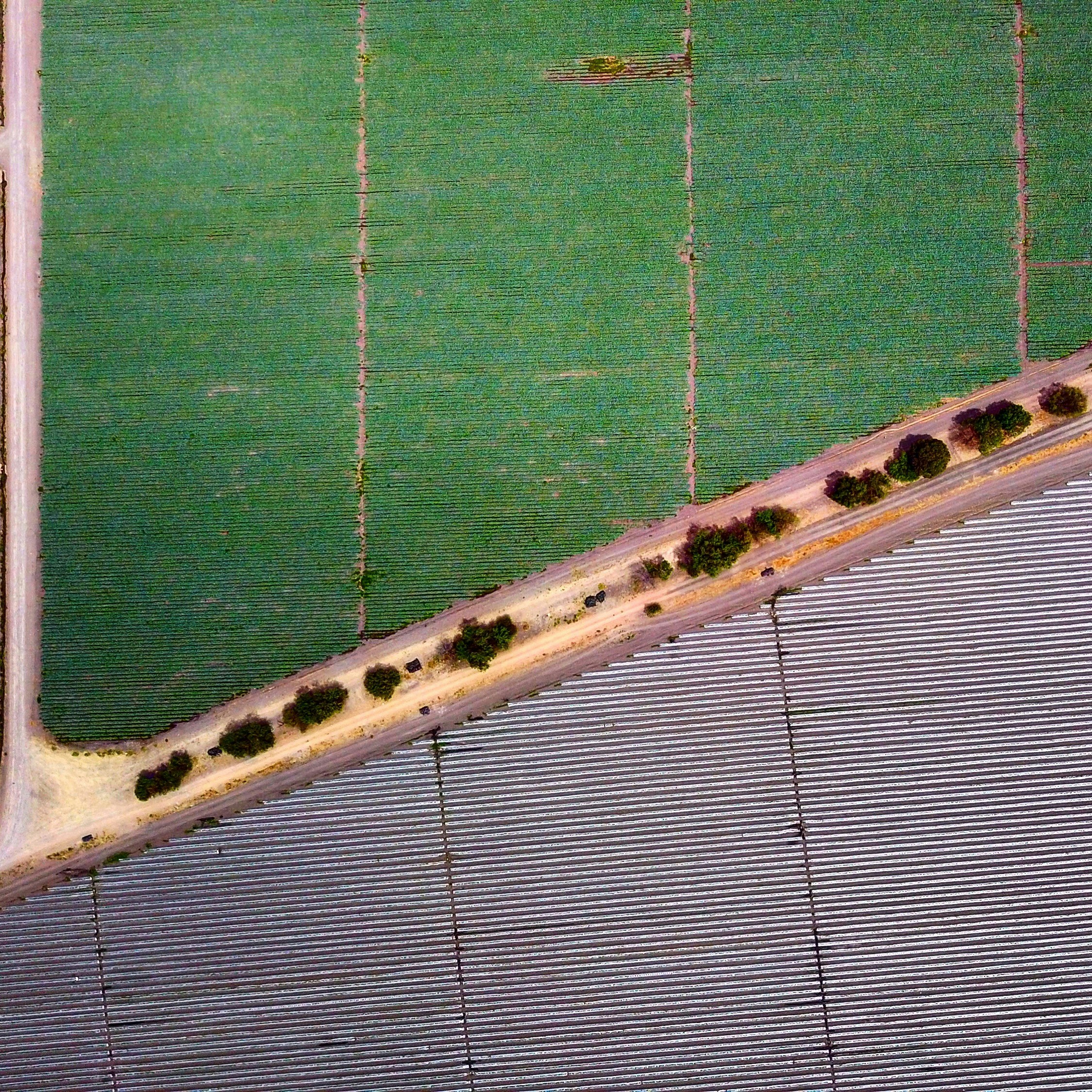 Aerial view showcasing contrasting agricultural fields, with vibrant green crops adjacent to neatly arranged gray rows. The layout highlights the organization of farmland.