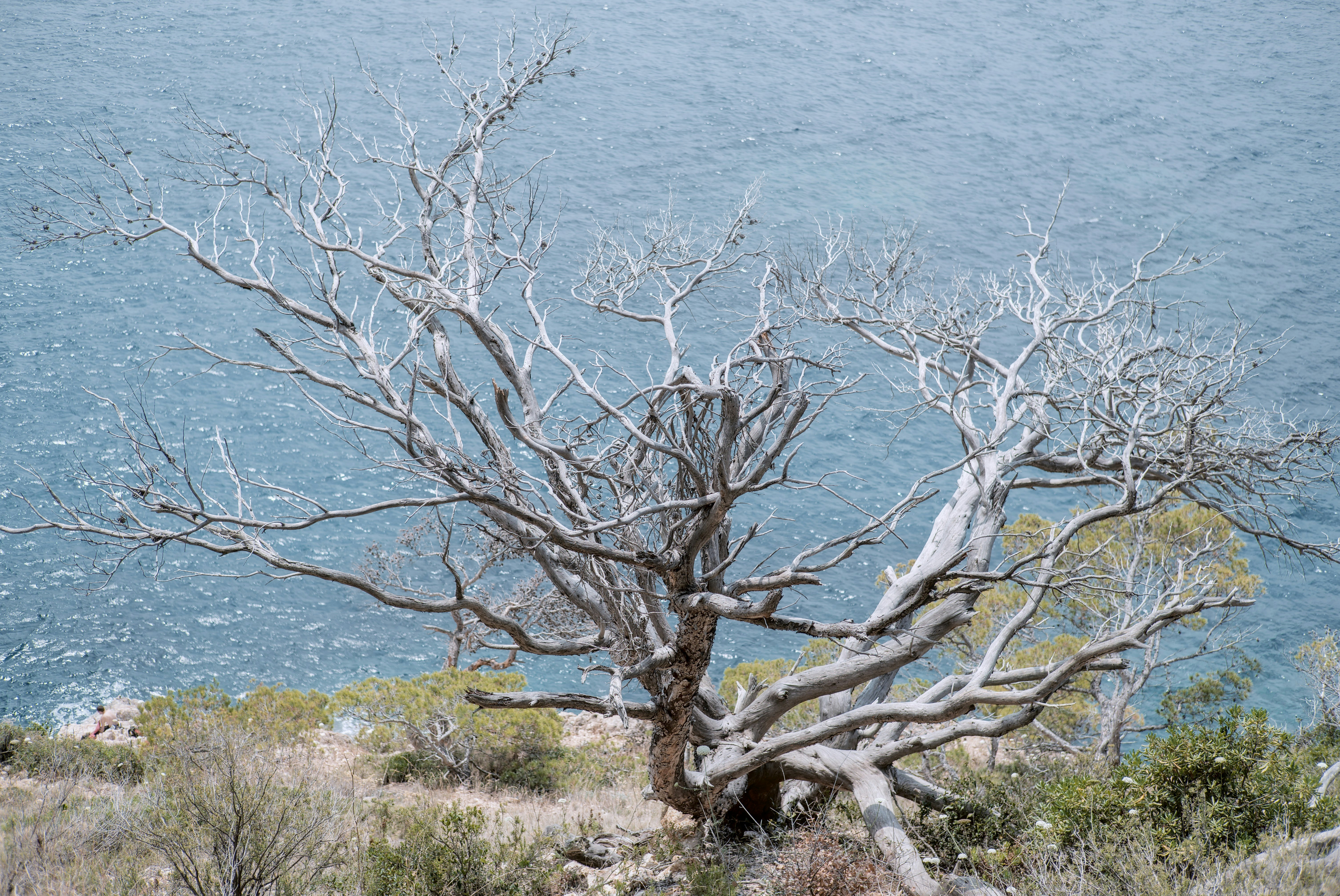 A gnarled tree stands resilient against the backdrop of a serene blue sea, its bare branches reaching out like fingers. The scene evokes a sense of solitude and endurance.