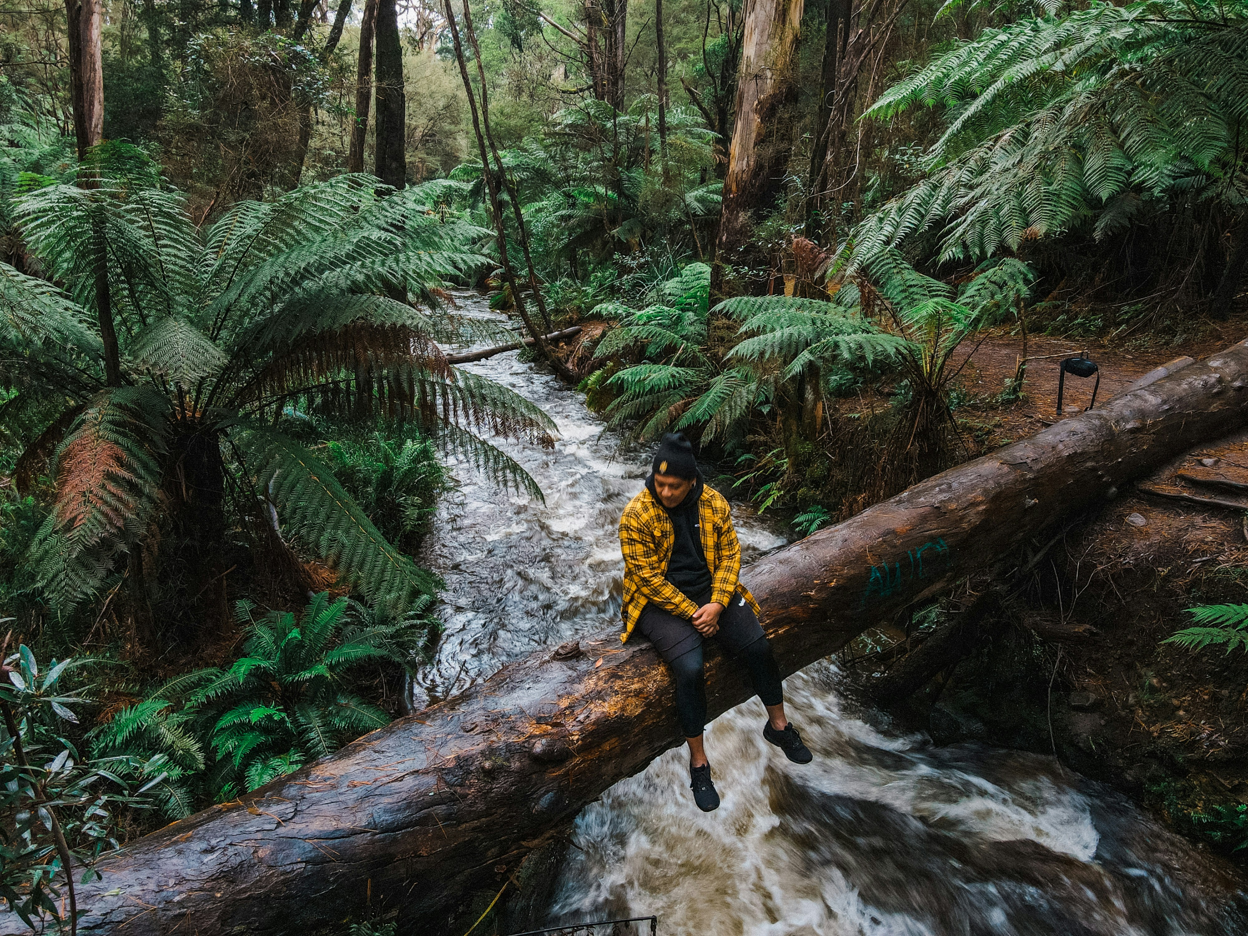 Redwood Forest Pictures | Download Free Images on Unsplash