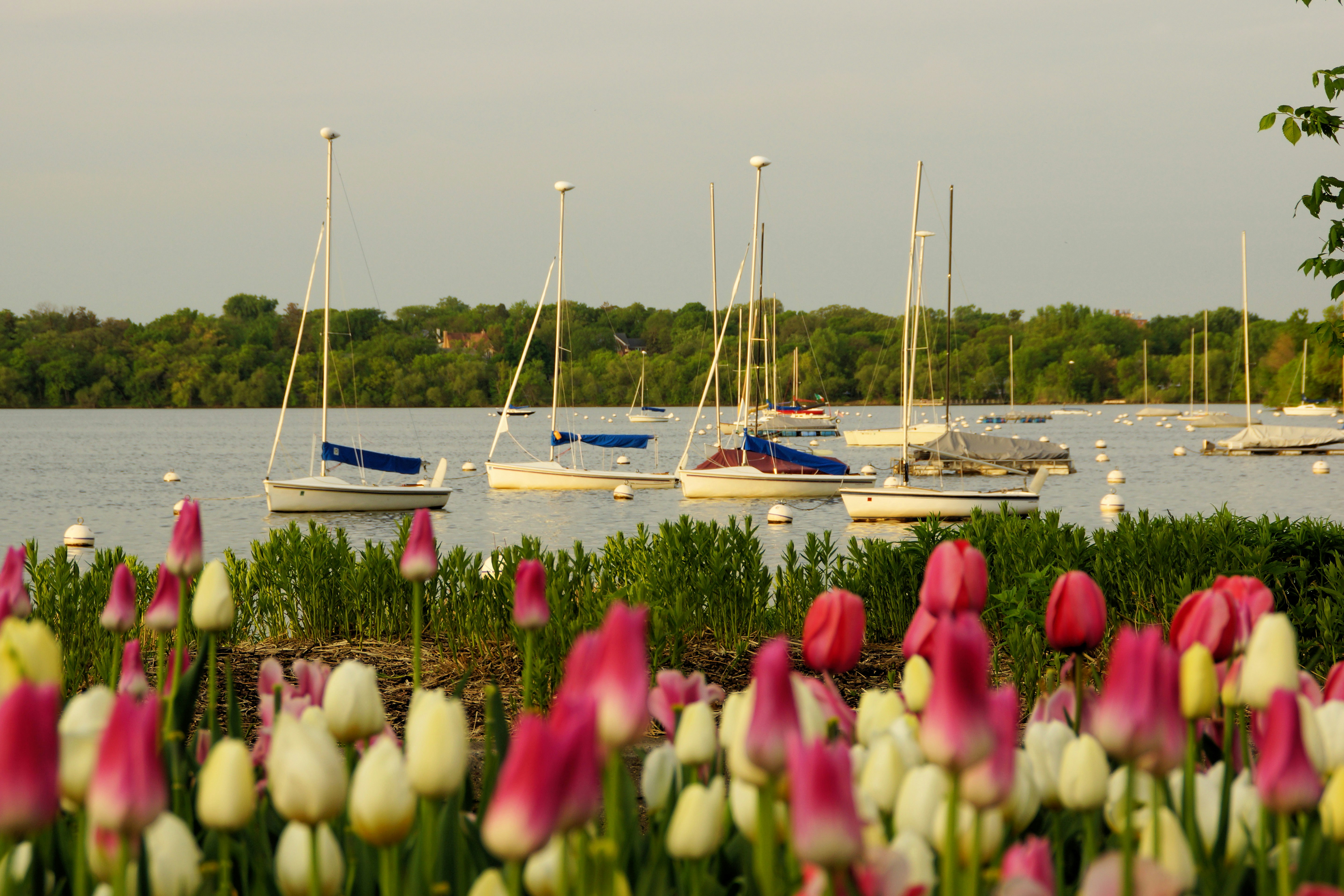 Sailboats at Rest Beyond the Tulip Border