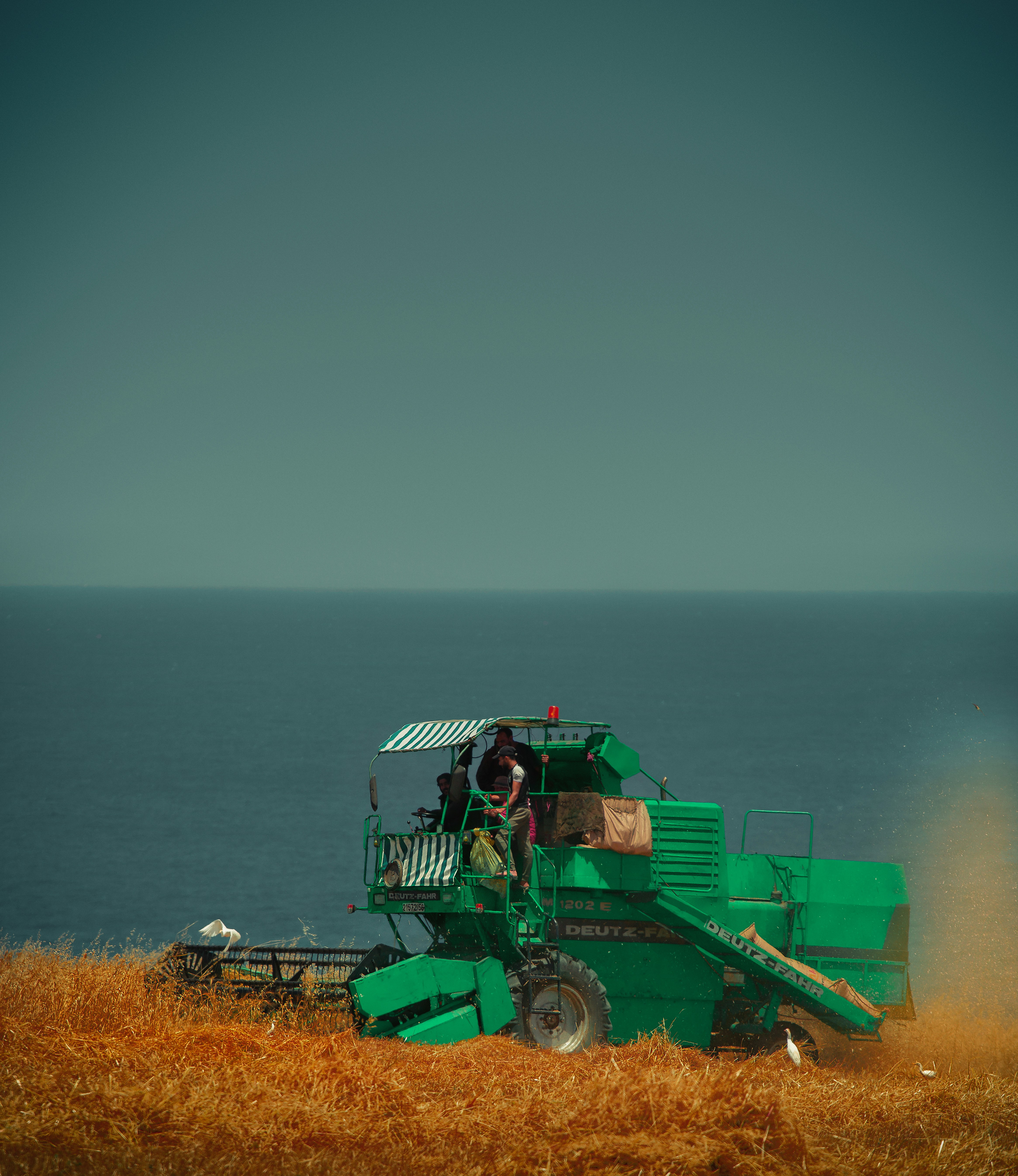 Green combine harvester working in a golden wheat field by the sea under a clear sky.